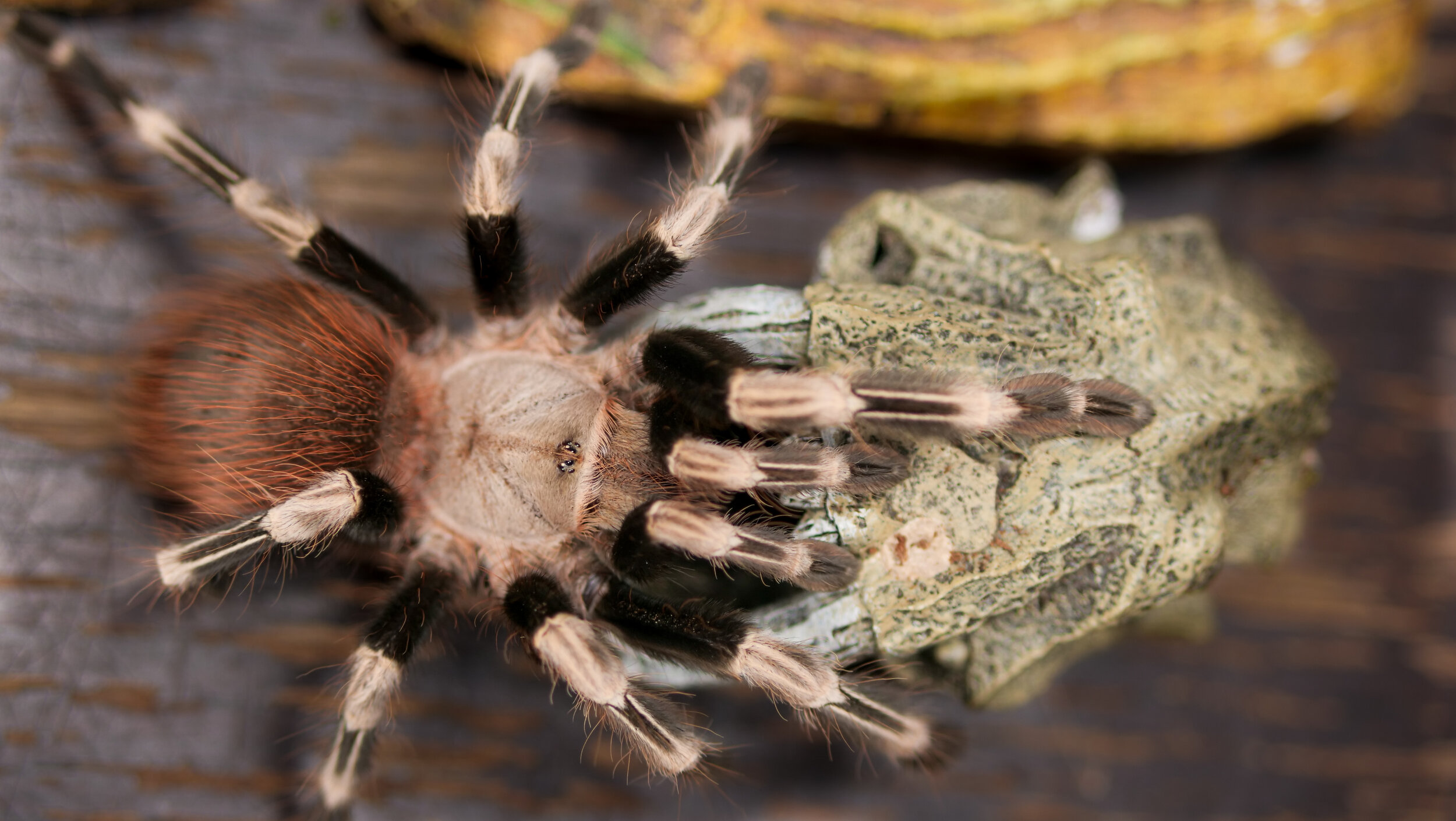 Vitalius chromatus — The Tarantula Collective