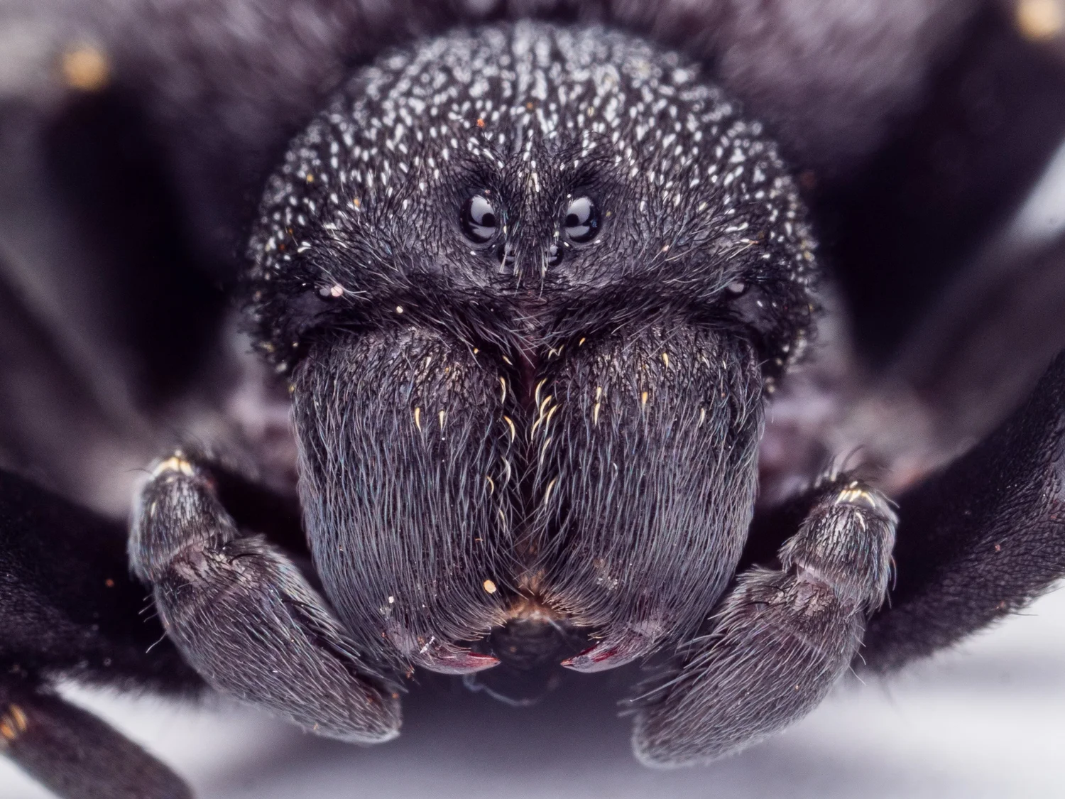 Eresus walckenaeri — The Tarantula Collective