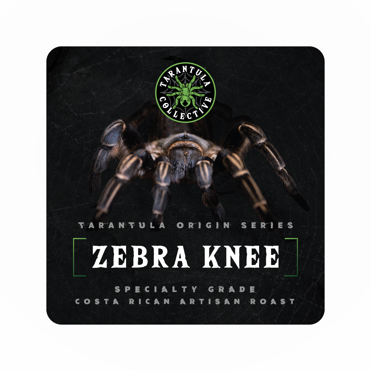 Zebra Knee - Costa Rican Artisan Medium-Light Roast -12oz- Tarantula ...