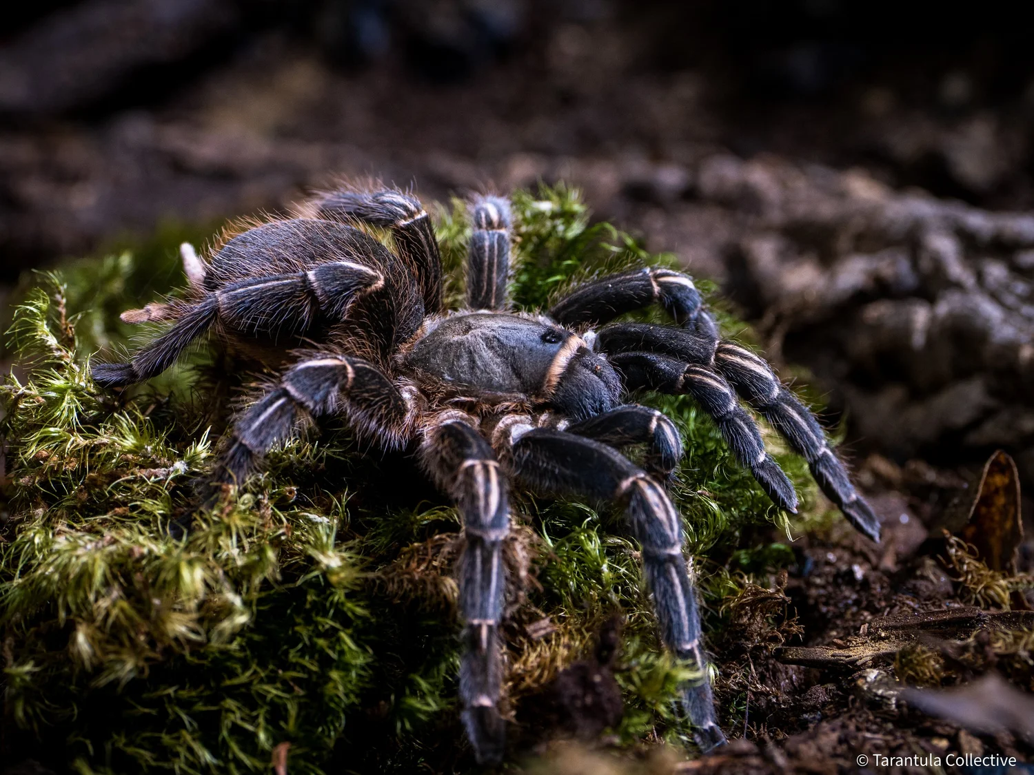 Aphonopelma seemanni Care — The Tarantula Collective