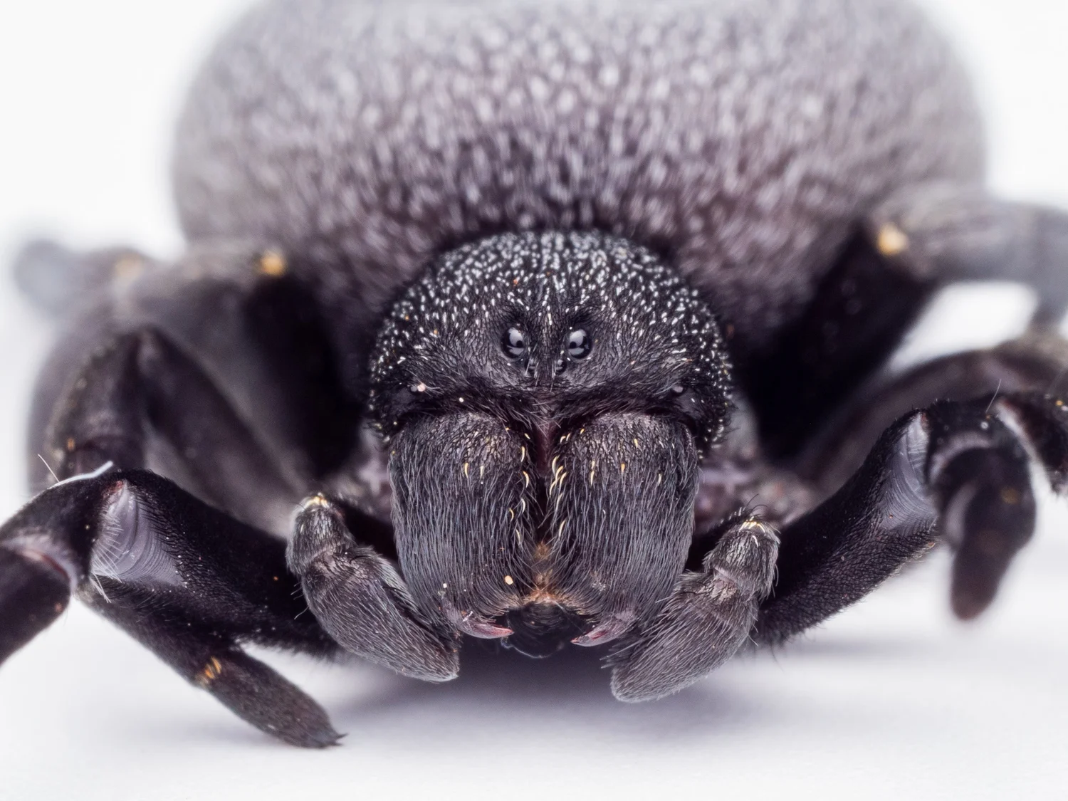 Eresus walckenaeri — The Tarantula Collective