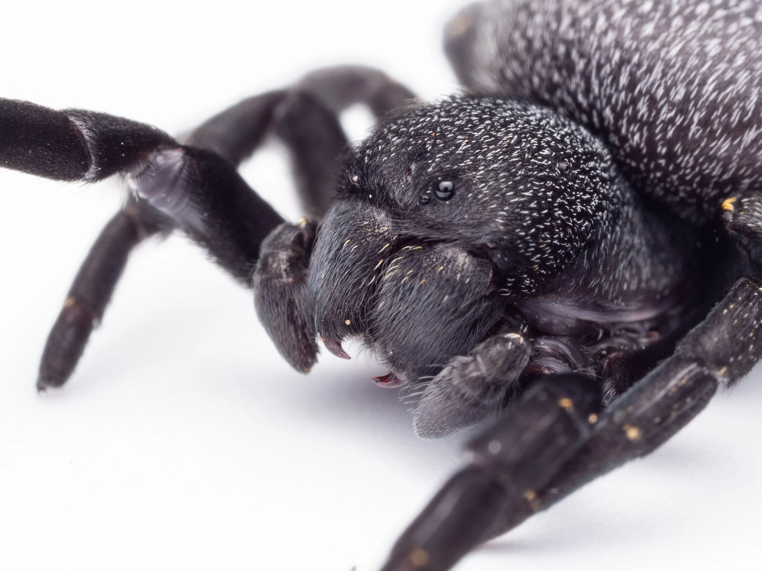 Eresus walckenaeri — The Tarantula Collective