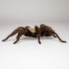 Aphonopelma anax — The Tarantula Collective