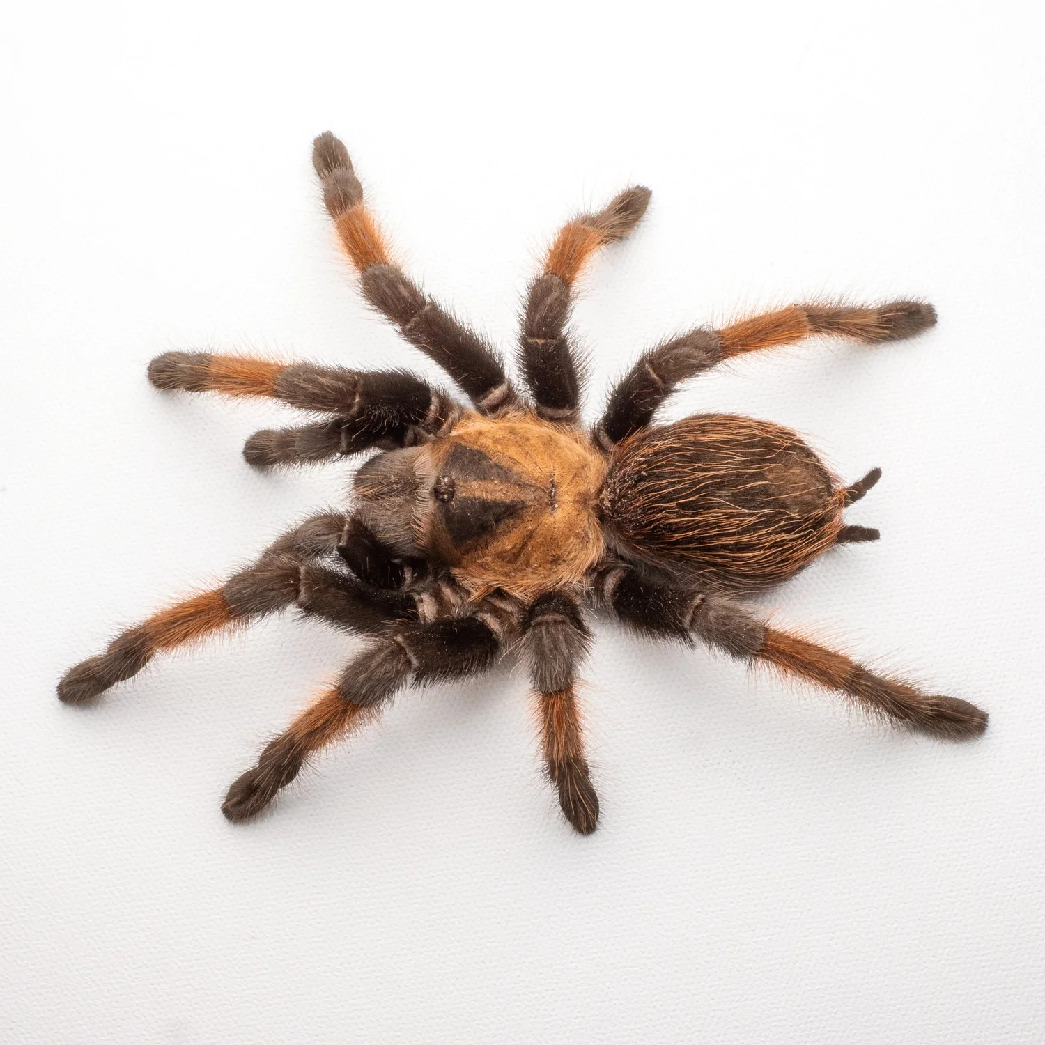 Brachypelma emilia — The Tarantula Collective