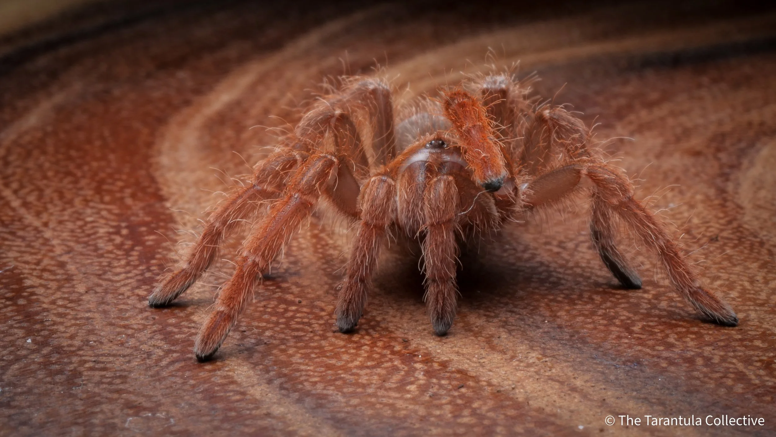 Pelinobius muticus — The Tarantula Collective