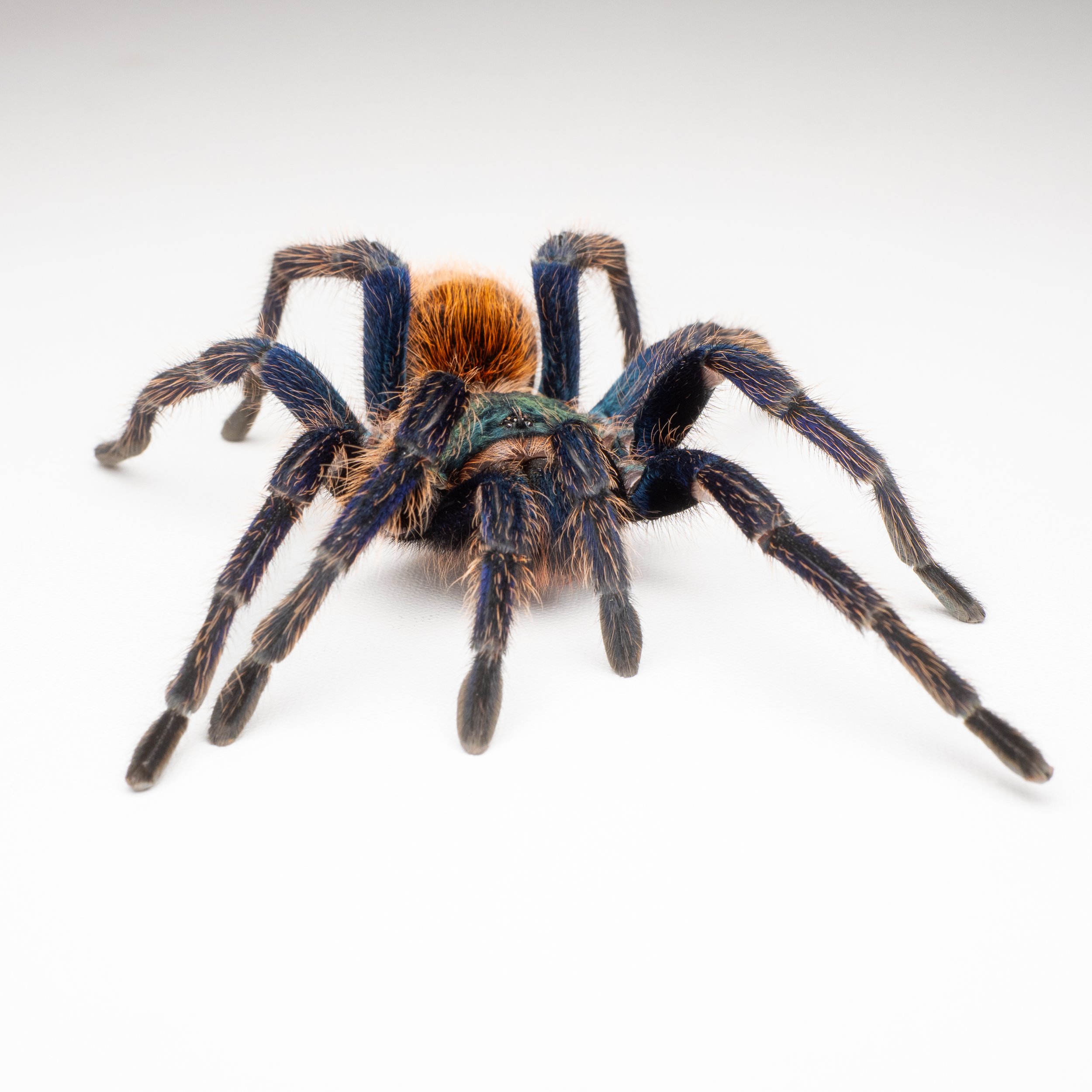 Green Bottle Blue Tarantula Care — The Tarantula Collective