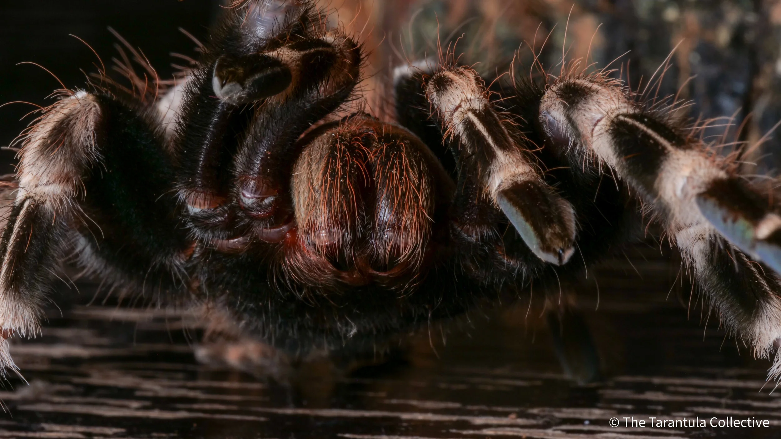 Vitalius chromatus — The Tarantula Collective
