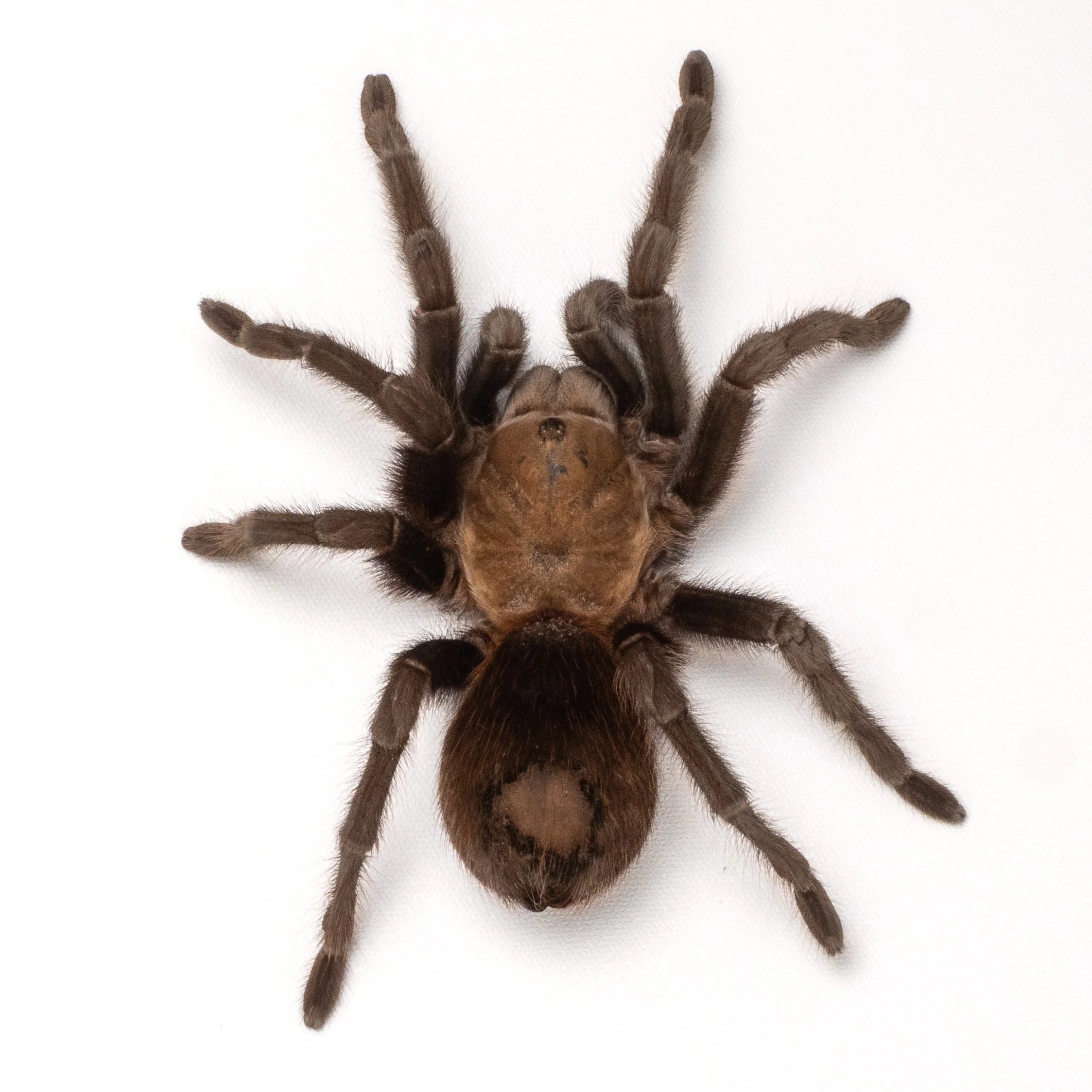 Aphonopelma anax — The Tarantula Collective