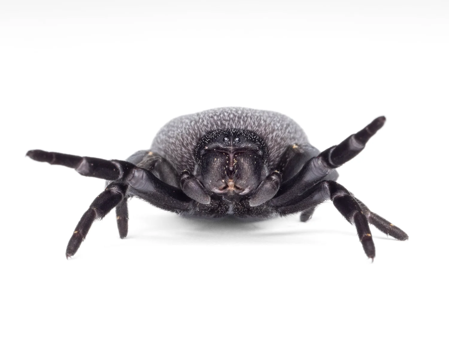 Eresus walckenaeri — The Tarantula Collective