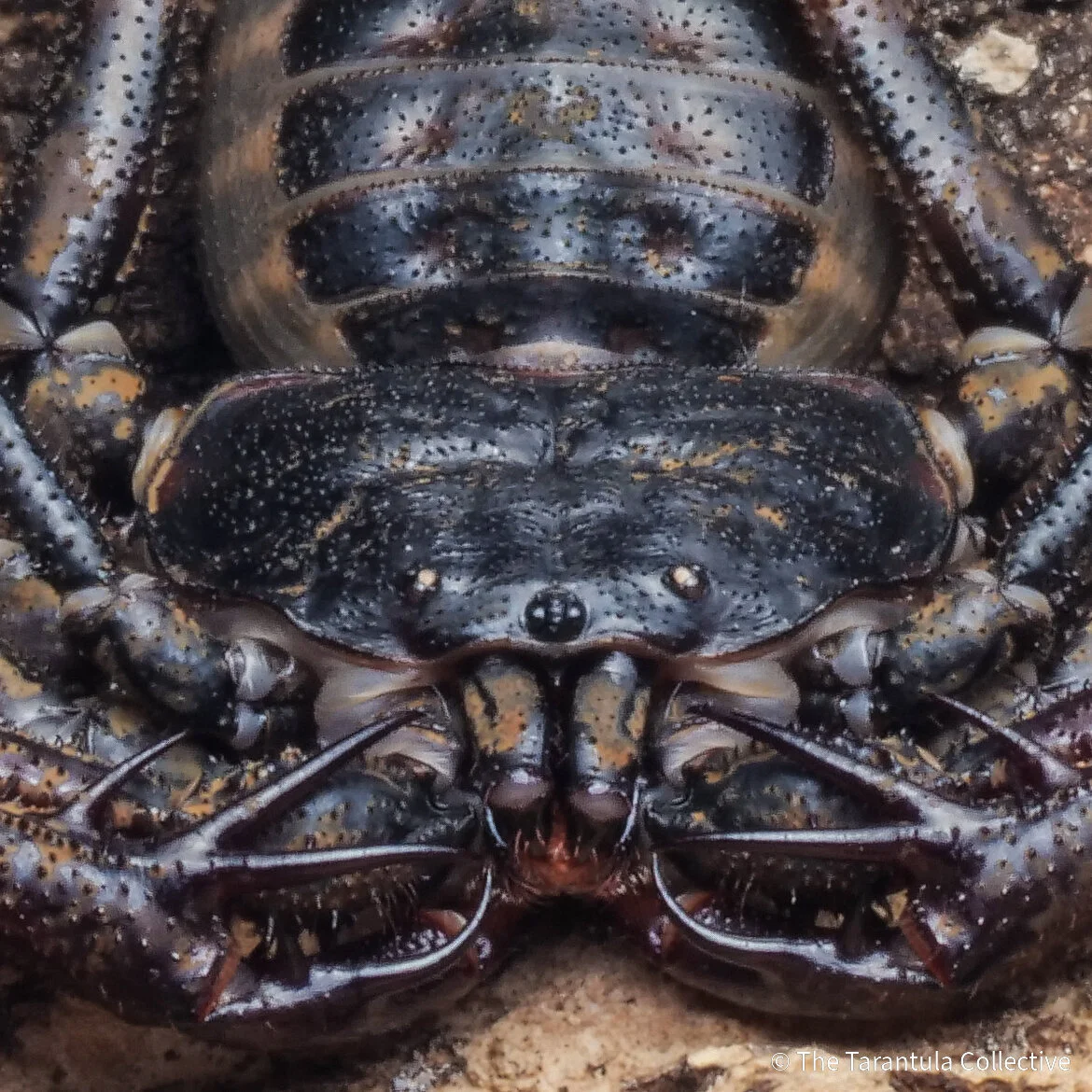 Damon medius — The Tarantula Collective