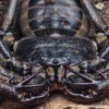 Damon medius — The Tarantula Collective