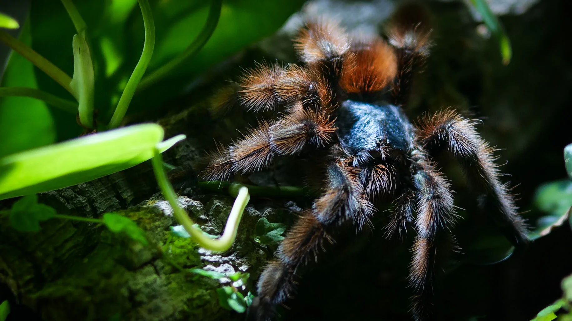 Antilles Pintoe Tarantula (Caribena versicolor) Care — The Tarantula ...