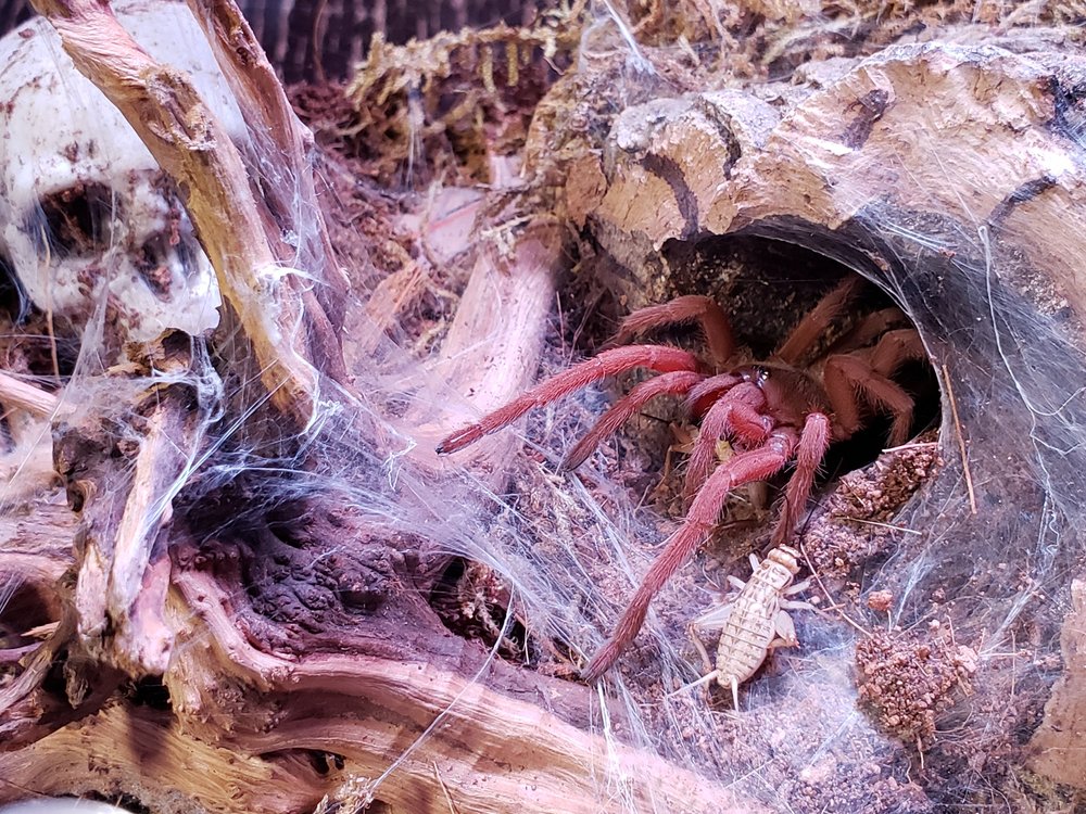 Orphnaecus philippinus — The Tarantula Collective