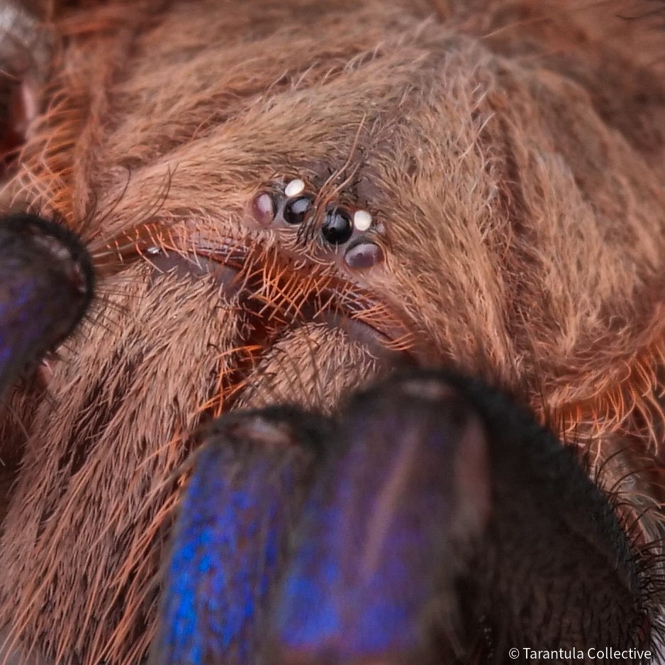 Birupes simoroxigorum — The Tarantula Collective