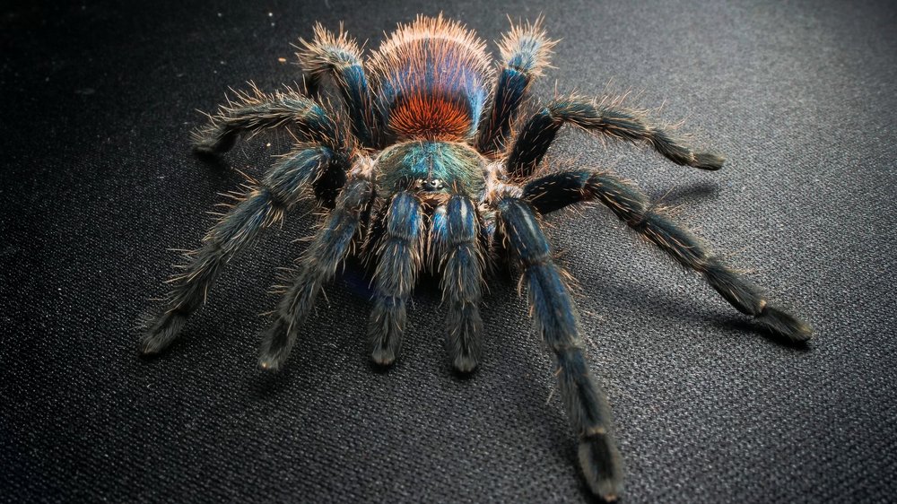 Dolichothele diamantinensis Care — The Tarantula Collective