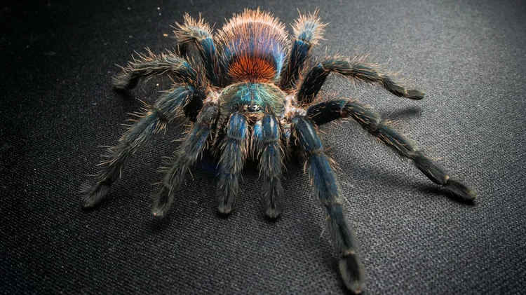Dolichothele diamantinensis Care — The Tarantula Collective