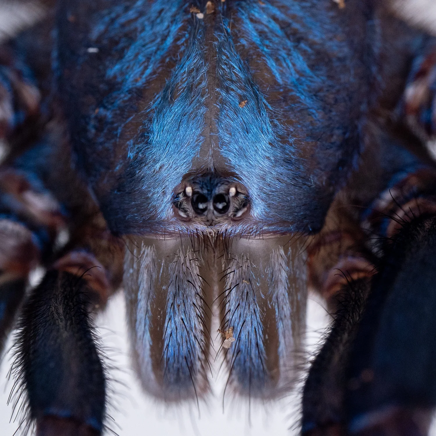 Haploclastus devamatha — The Tarantula Collective