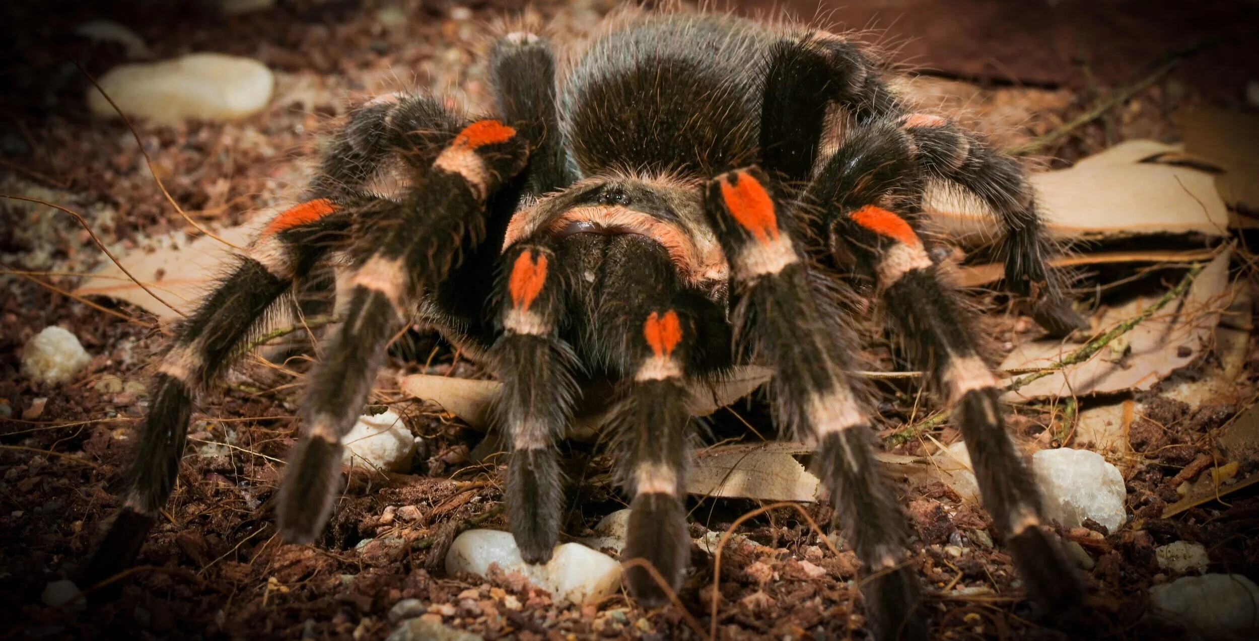 General 4 — The Tarantula Collective