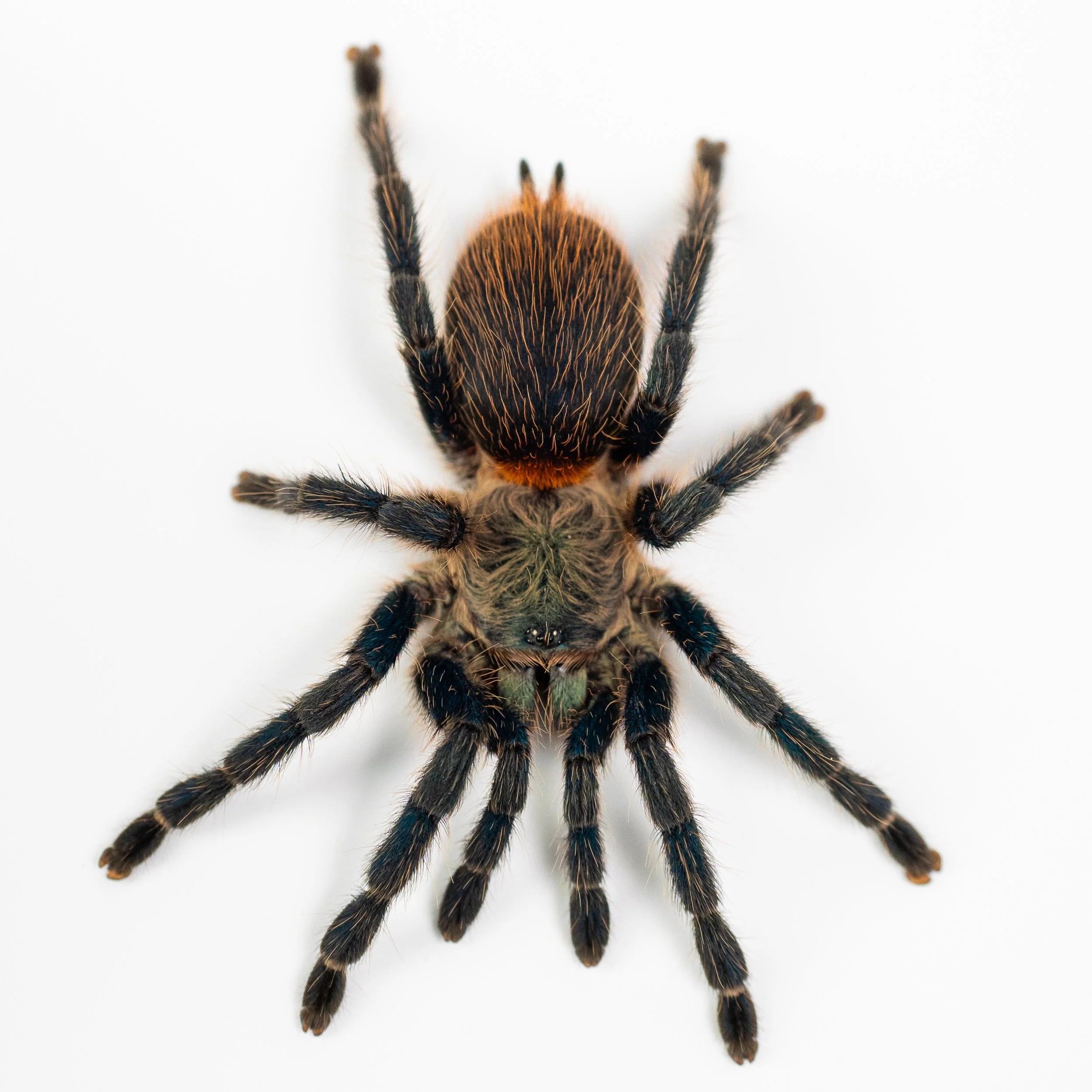 Dolichothele diamantinensis Care — The Tarantula Collective