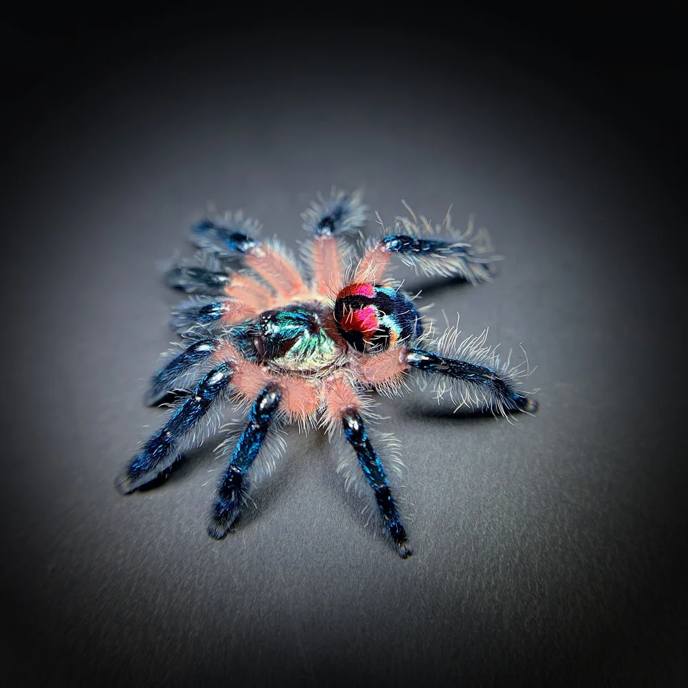 Typhochlaena seladonia — The Tarantula Collective