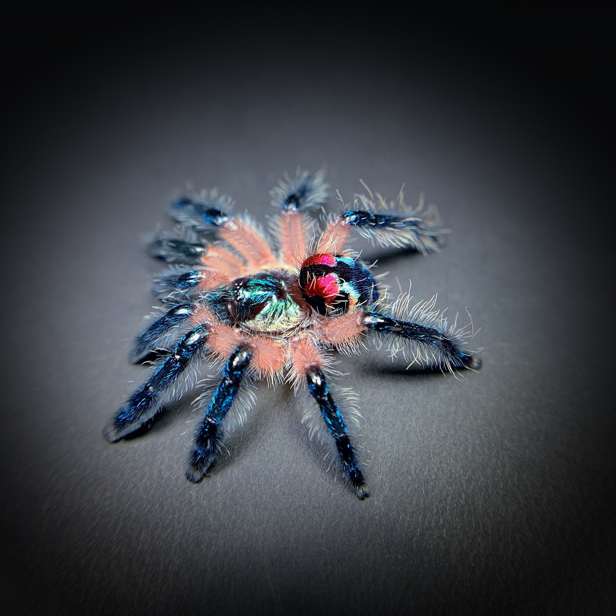 Typhochlaena seladonia — The Tarantula Collective