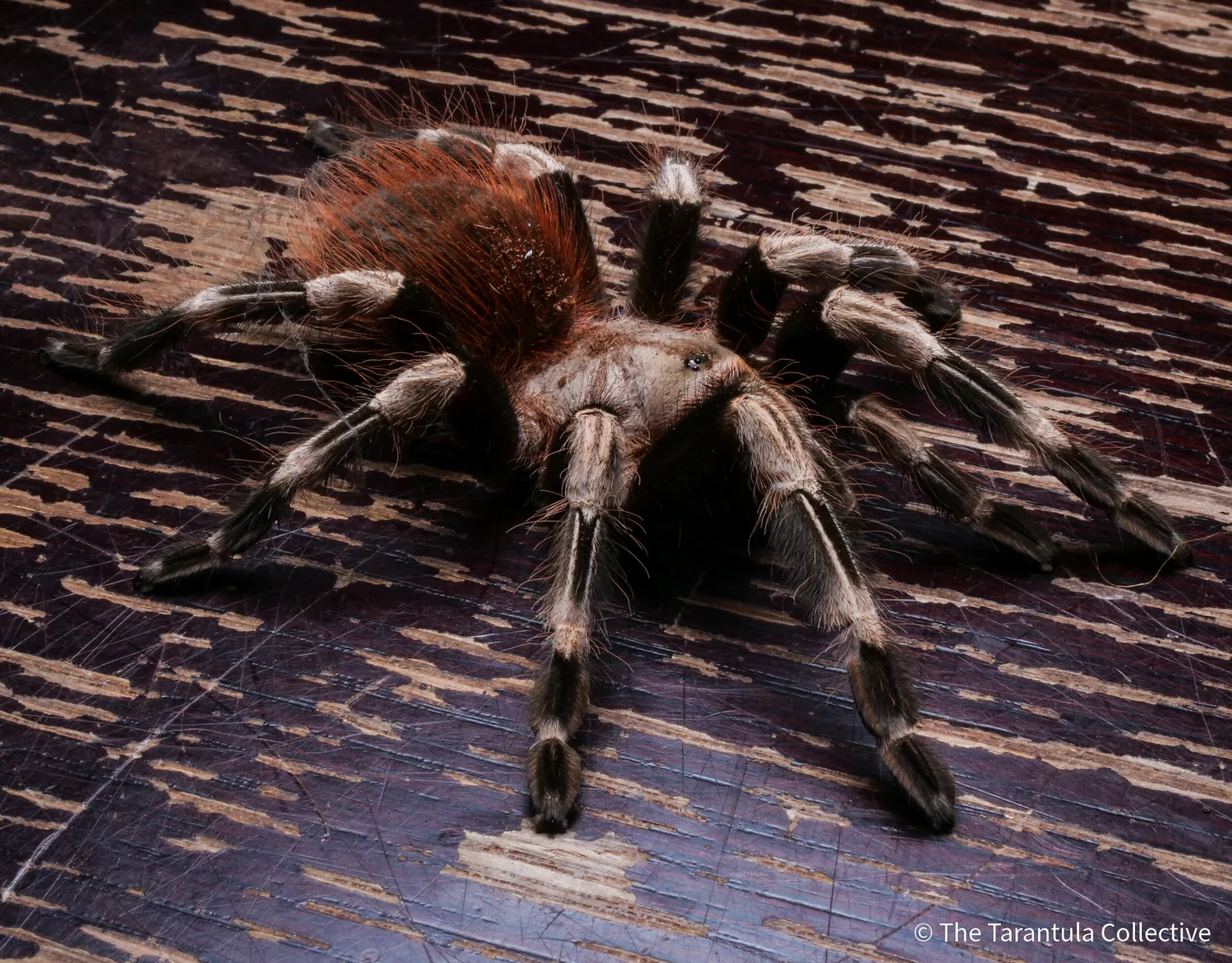 Vitalius chromatus — The Tarantula Collective