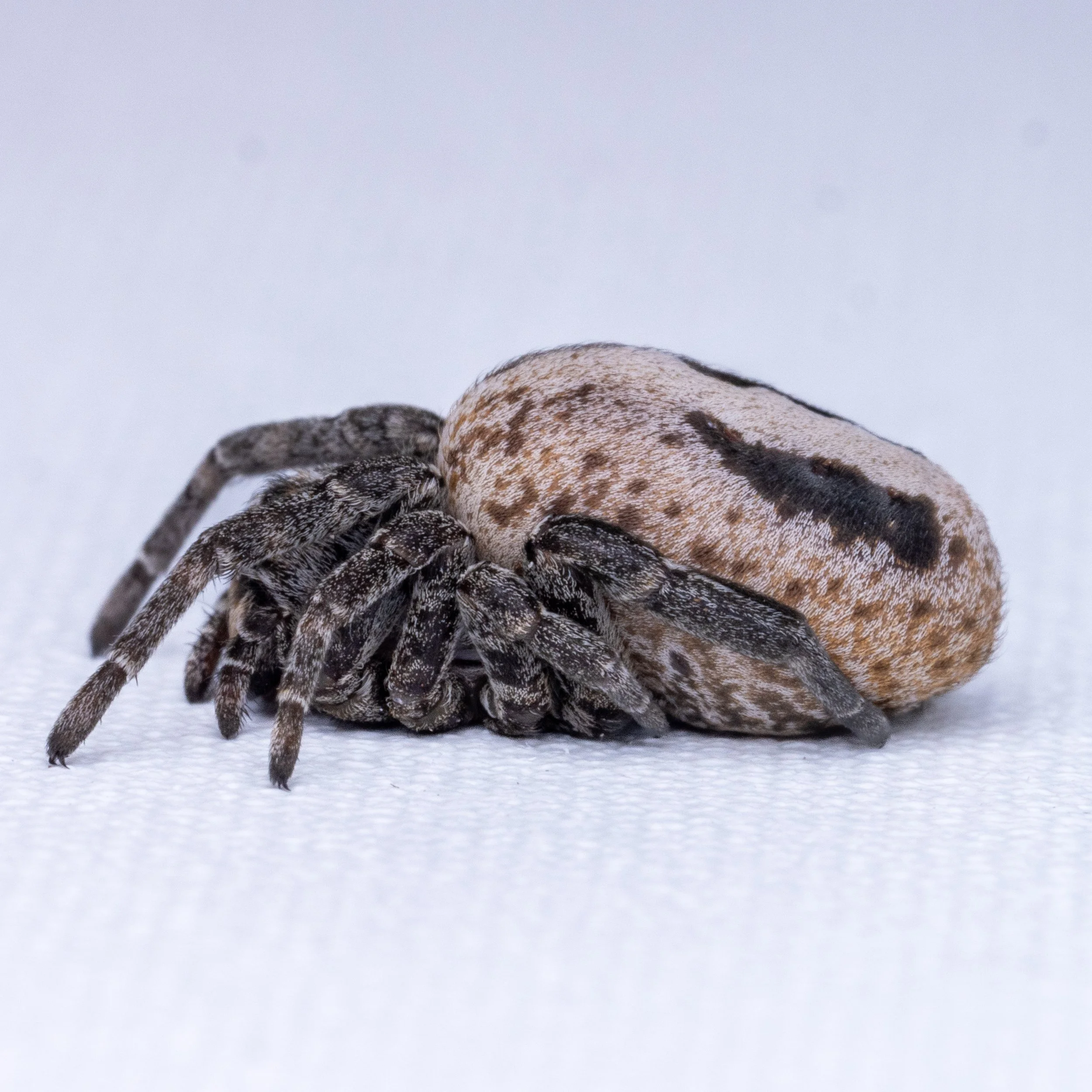 Stegodyphus lineatus — The Tarantula Collective