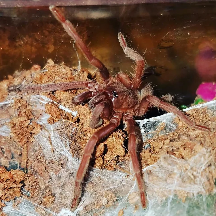 Orphnaecus philippinus — The Tarantula Collective