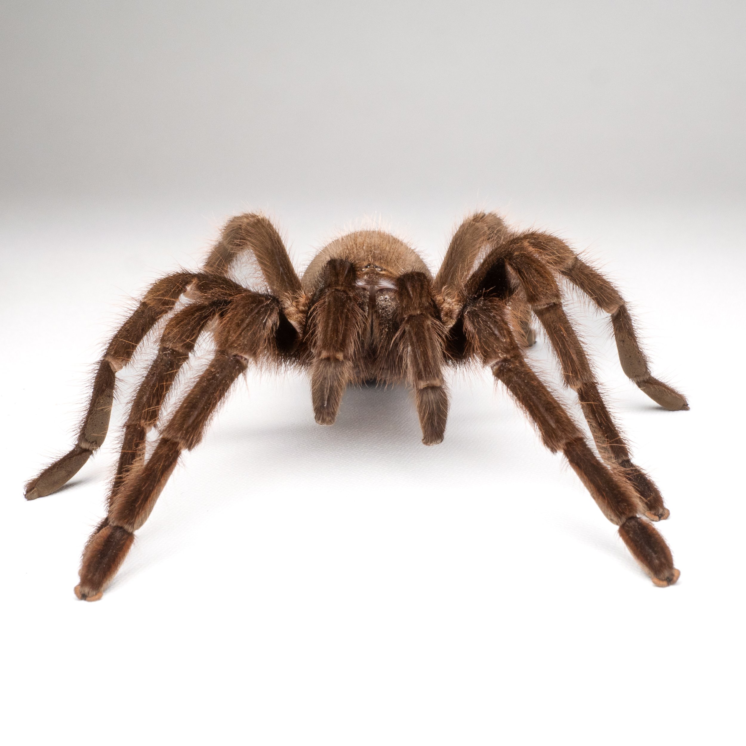 Aphonopelma anax — The Tarantula Collective