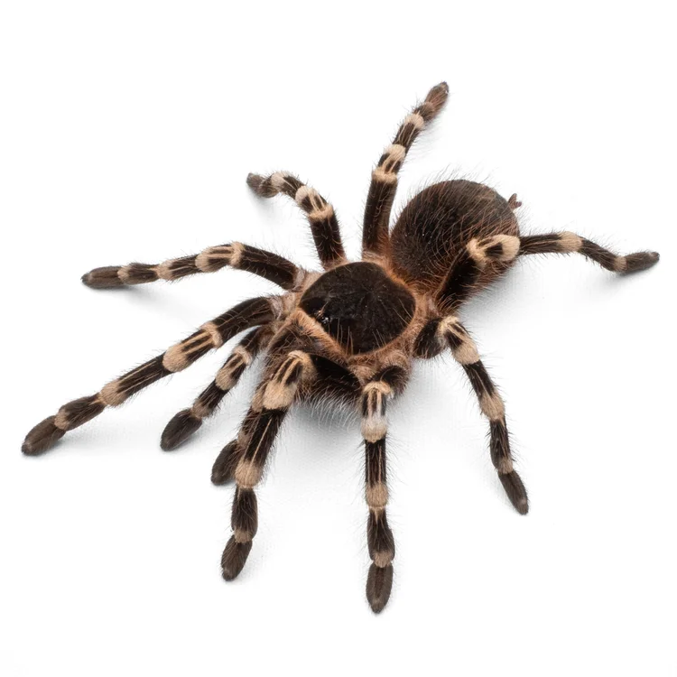 Brazilian White Knee Tarantula (Acanthoscuria geniculata) care — The ...