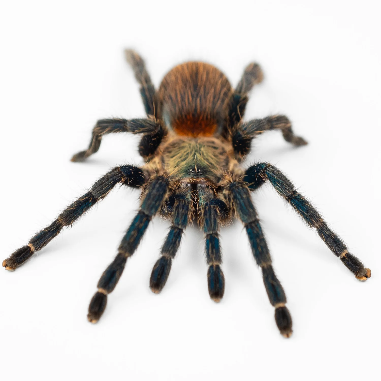 Dolichothele diamantinensis Care — The Tarantula Collective