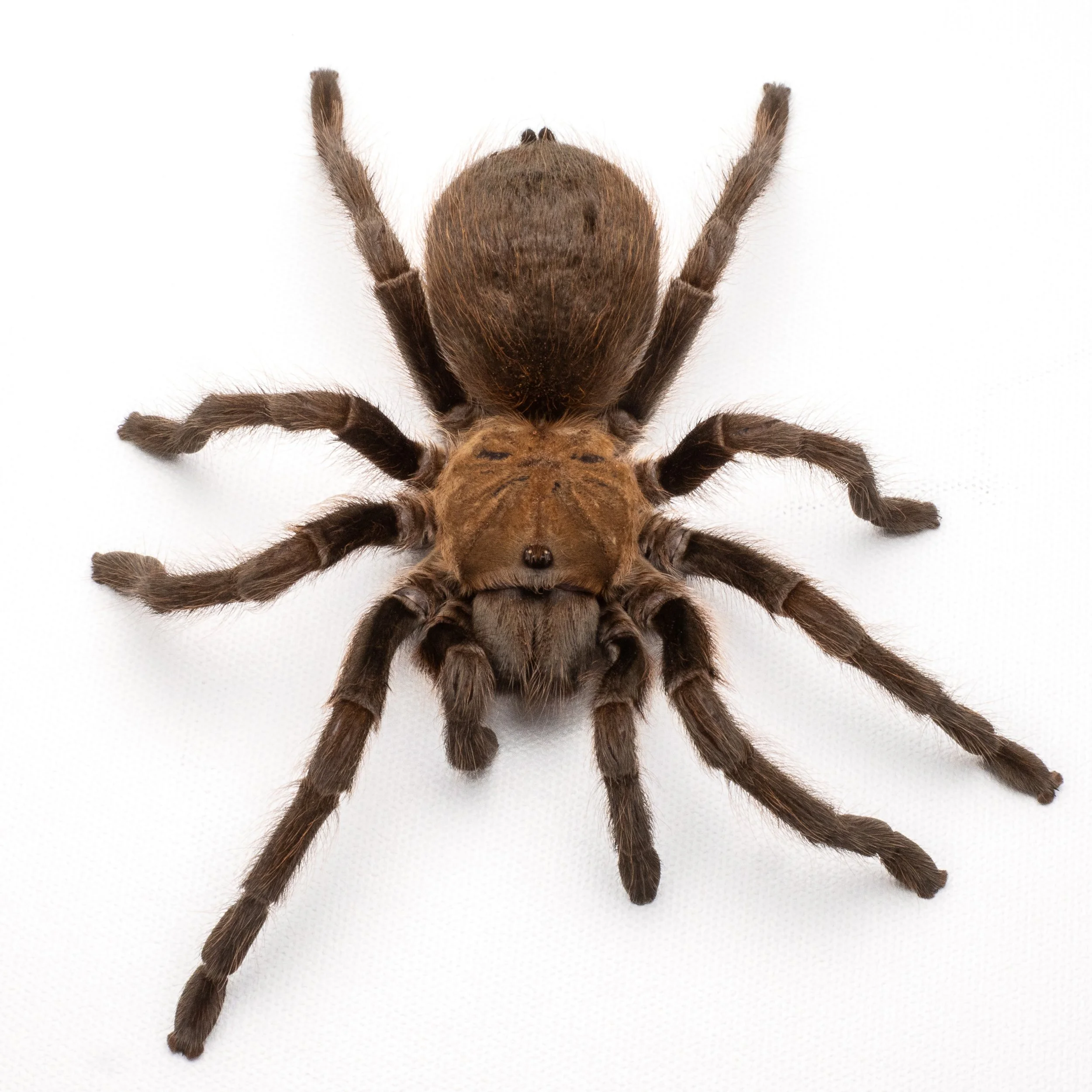 Texas Brown Tarantula (Aphonopelma hentzi) Care — The Tarantula Collective