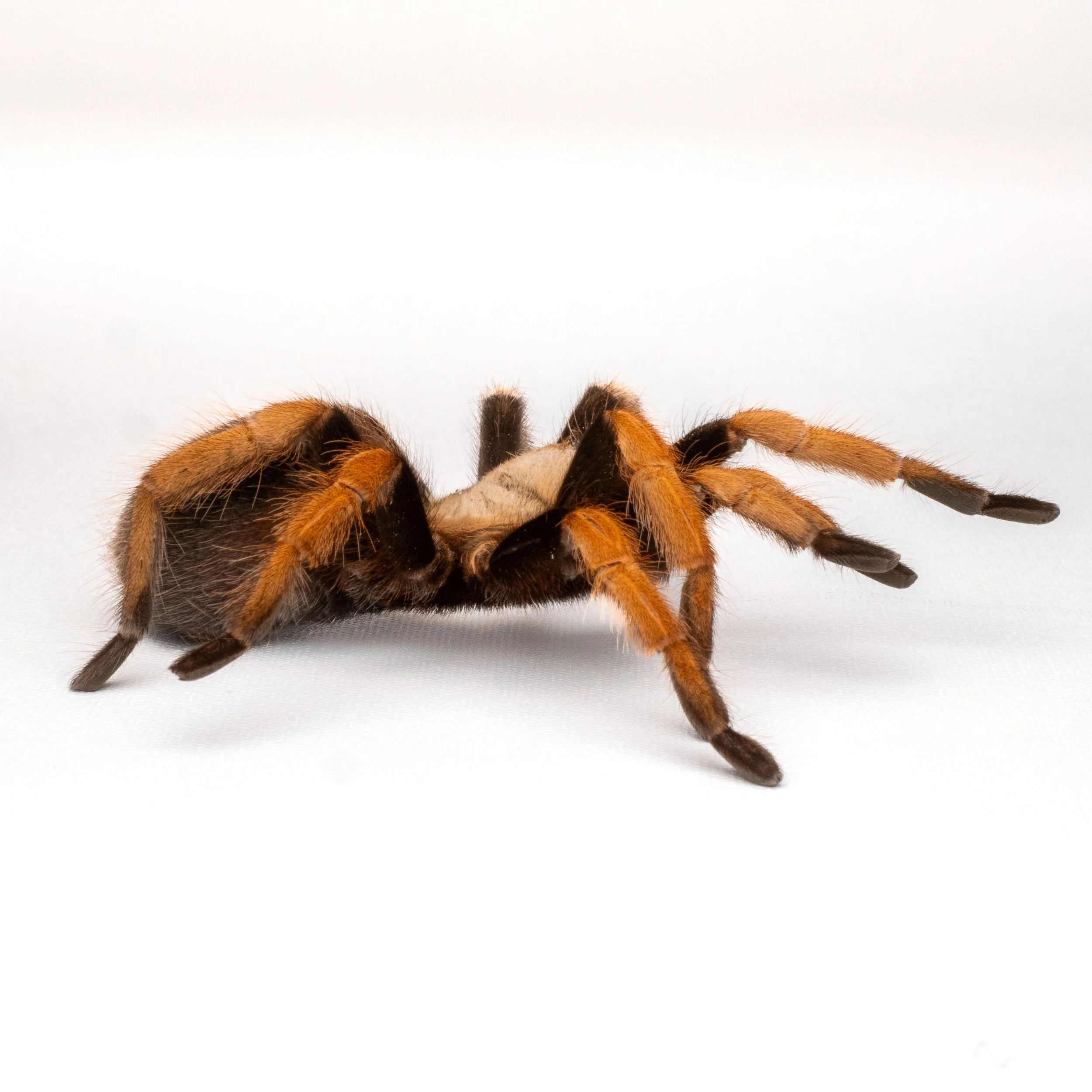 Mexican Blood Leg Tarantula (Aphonopelma bicoloratum) Care — The ...