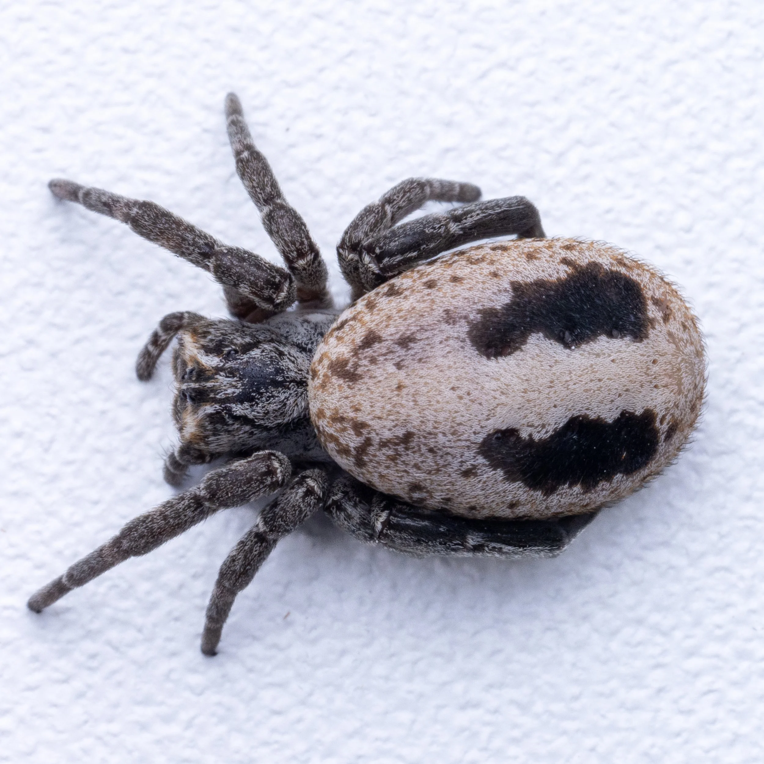 Stegodyphus lineatus — The Tarantula Collective