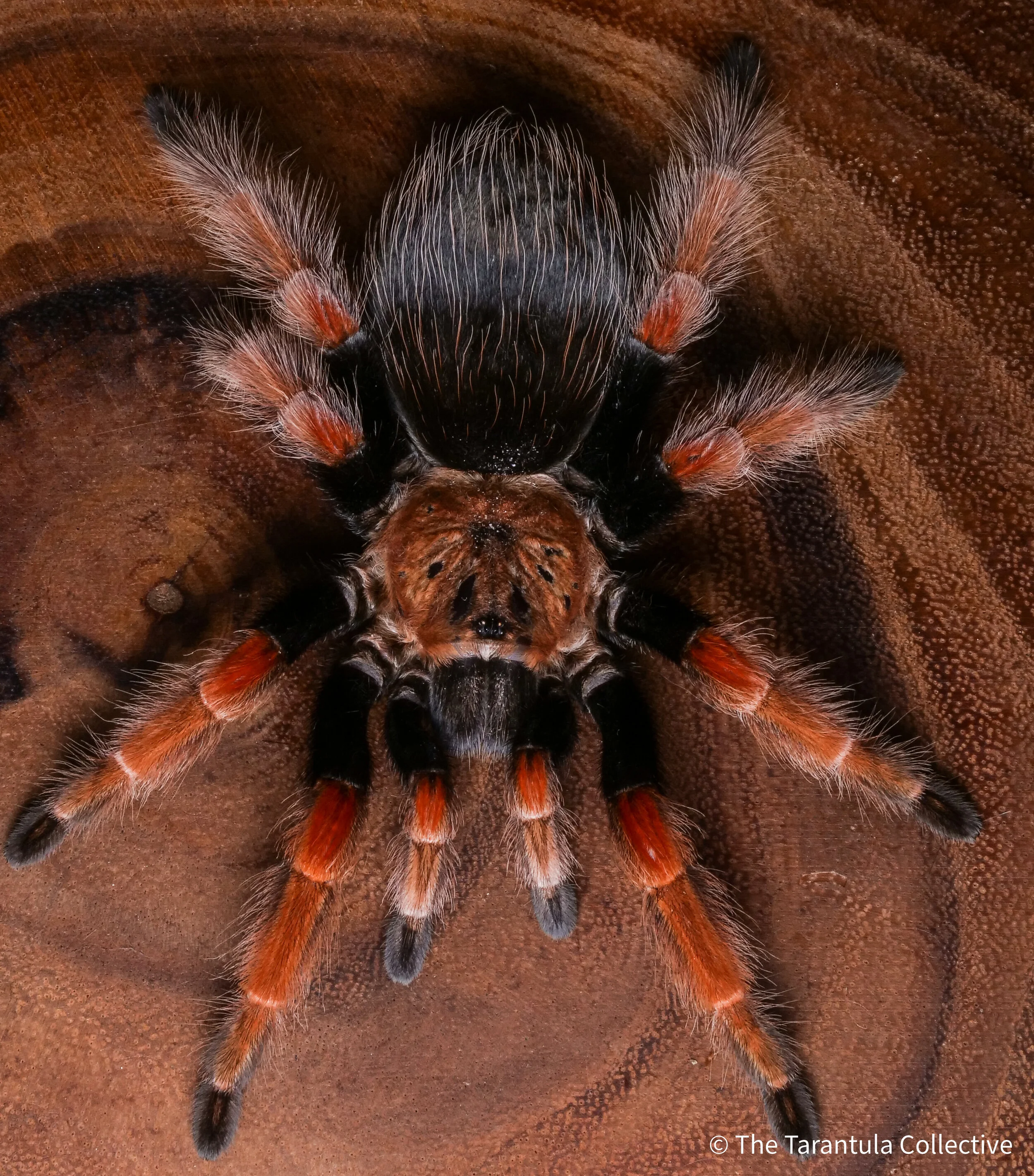 Mexican Fireleg Tarantula (Brachypelma boehmei) — The Tarantula Collective