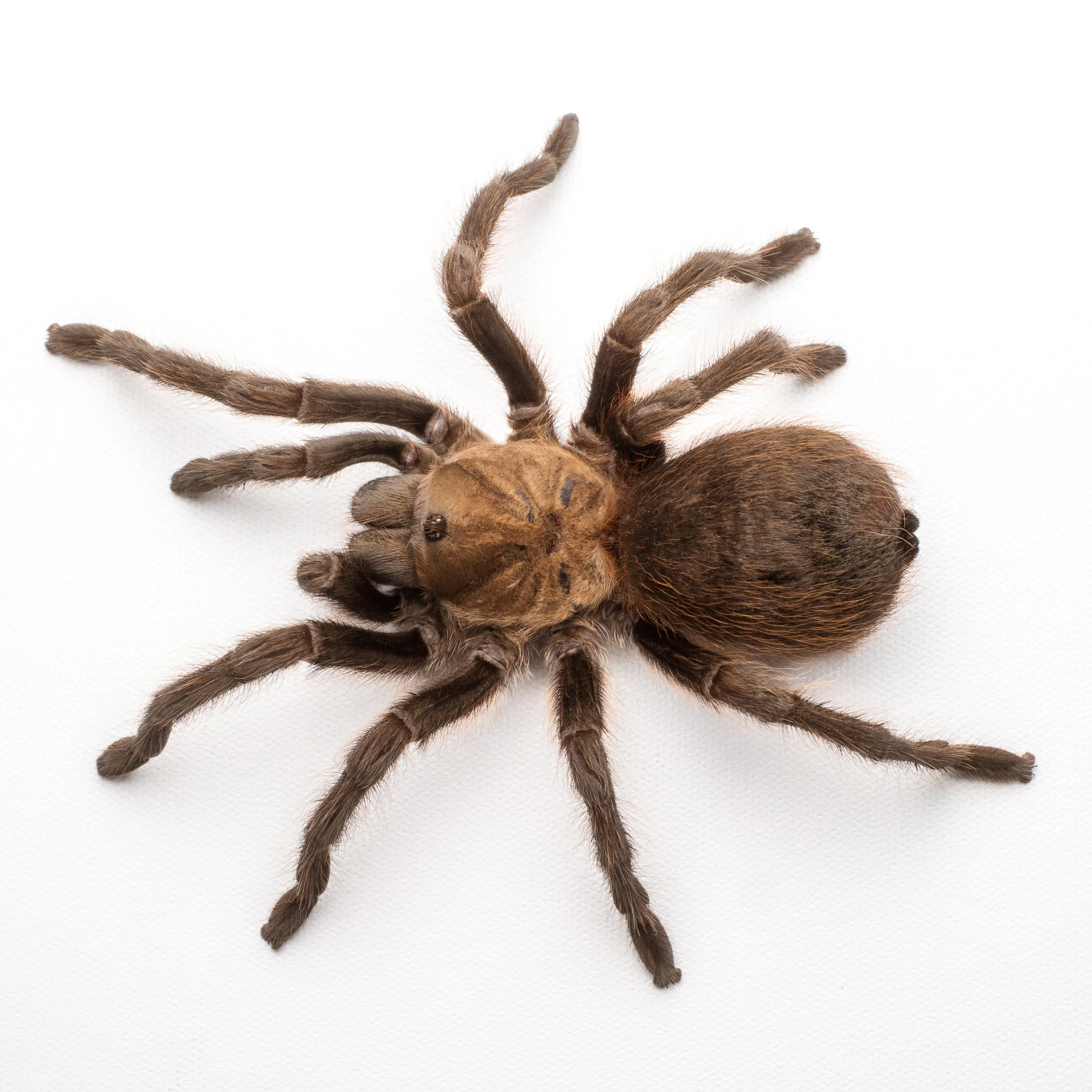 Texas Brown Tarantula (Aphonopelma hentzi) Care — The Tarantula Collective