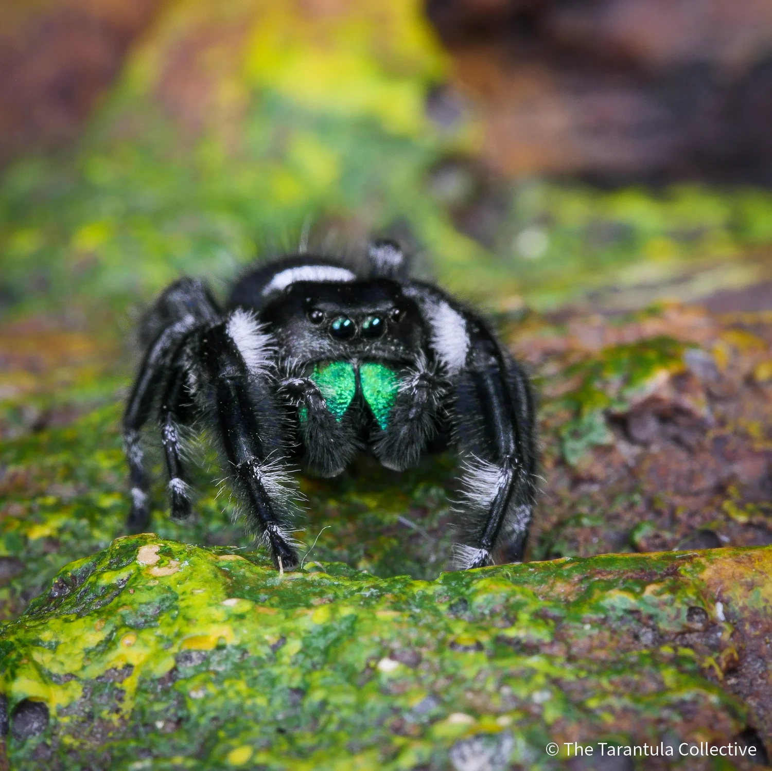 Phidippus regius — The Tarantula Collective
