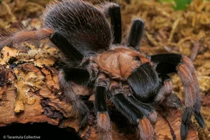 Mexican Blood Leg Tarantula (Aphonopelma bicoloratum) Care — The ...