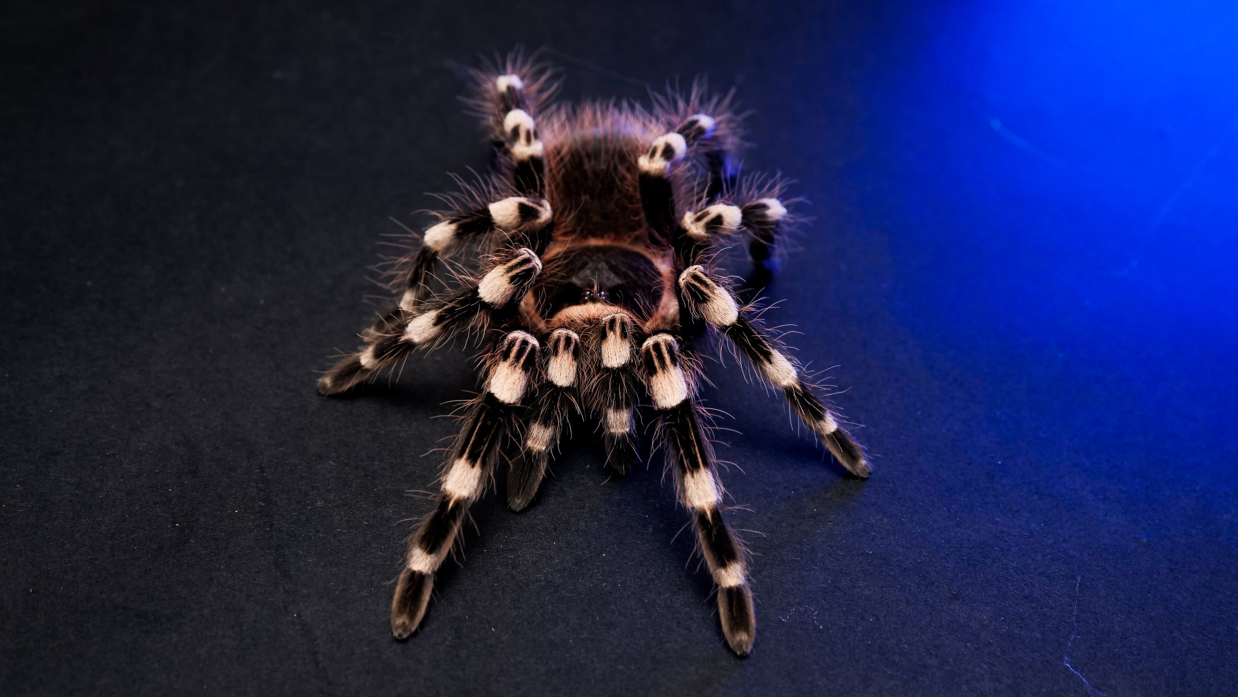 Brazilian White Knee Tarantula (Acanthoscuria geniculata) care — The ...