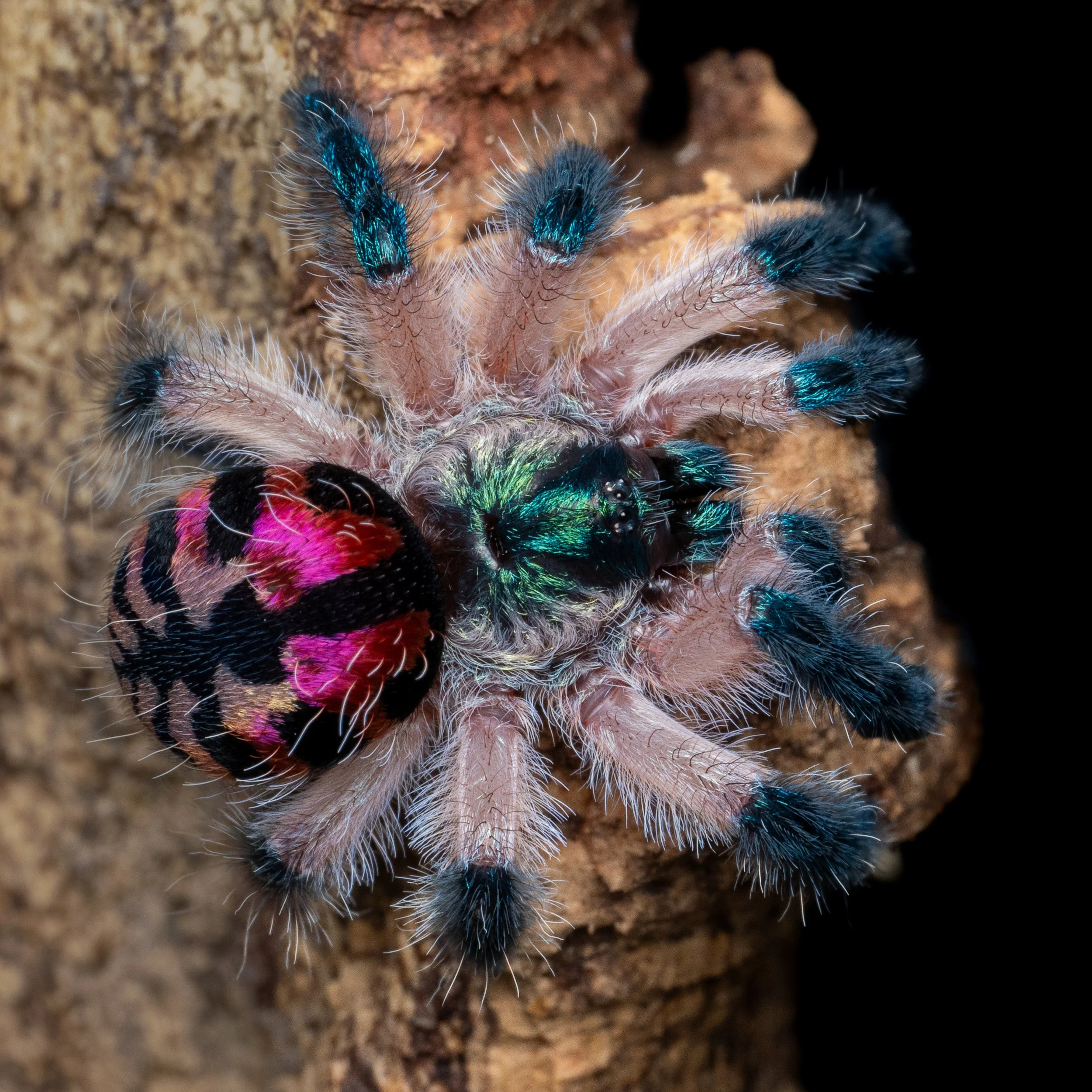Typhochlaena seladonia — The Tarantula Collective