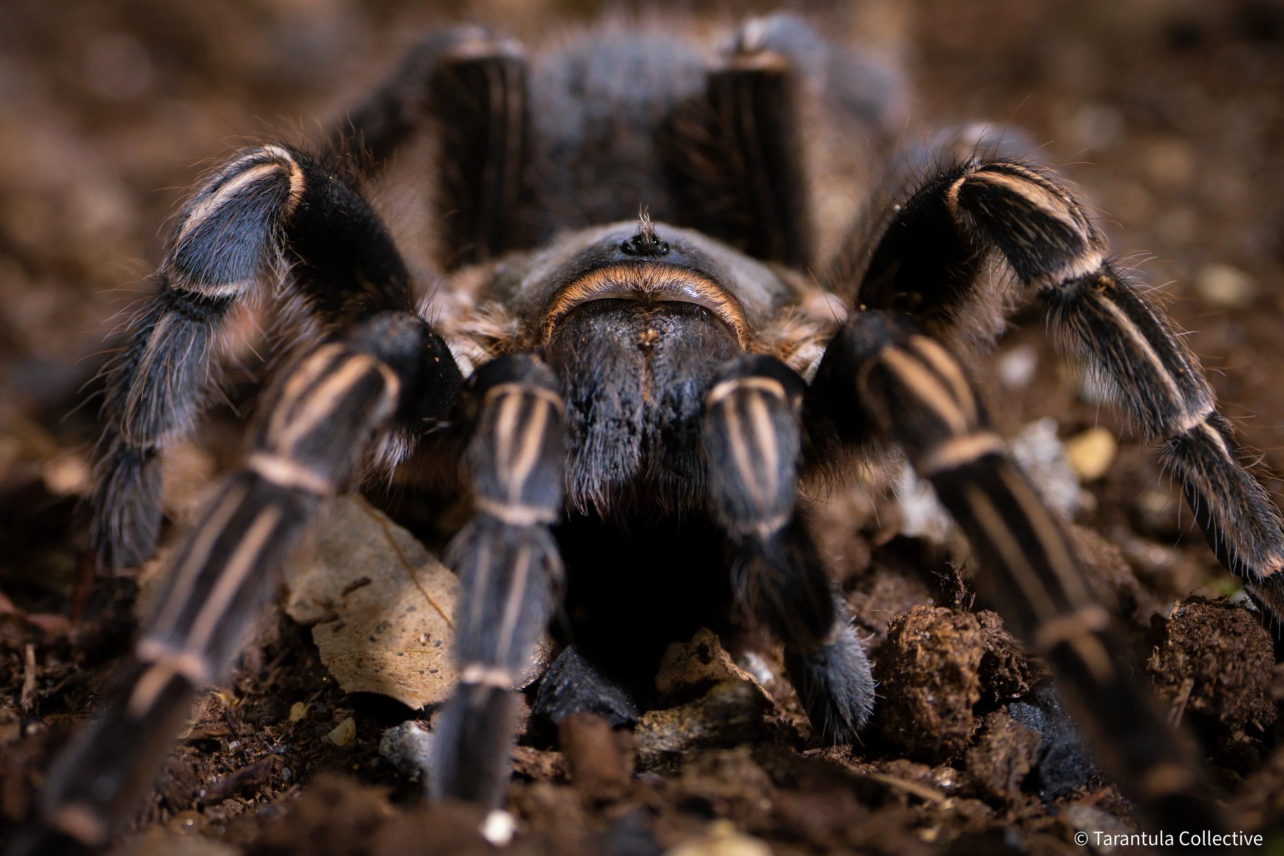 Aphonopelma seemanni Care — The Tarantula Collective