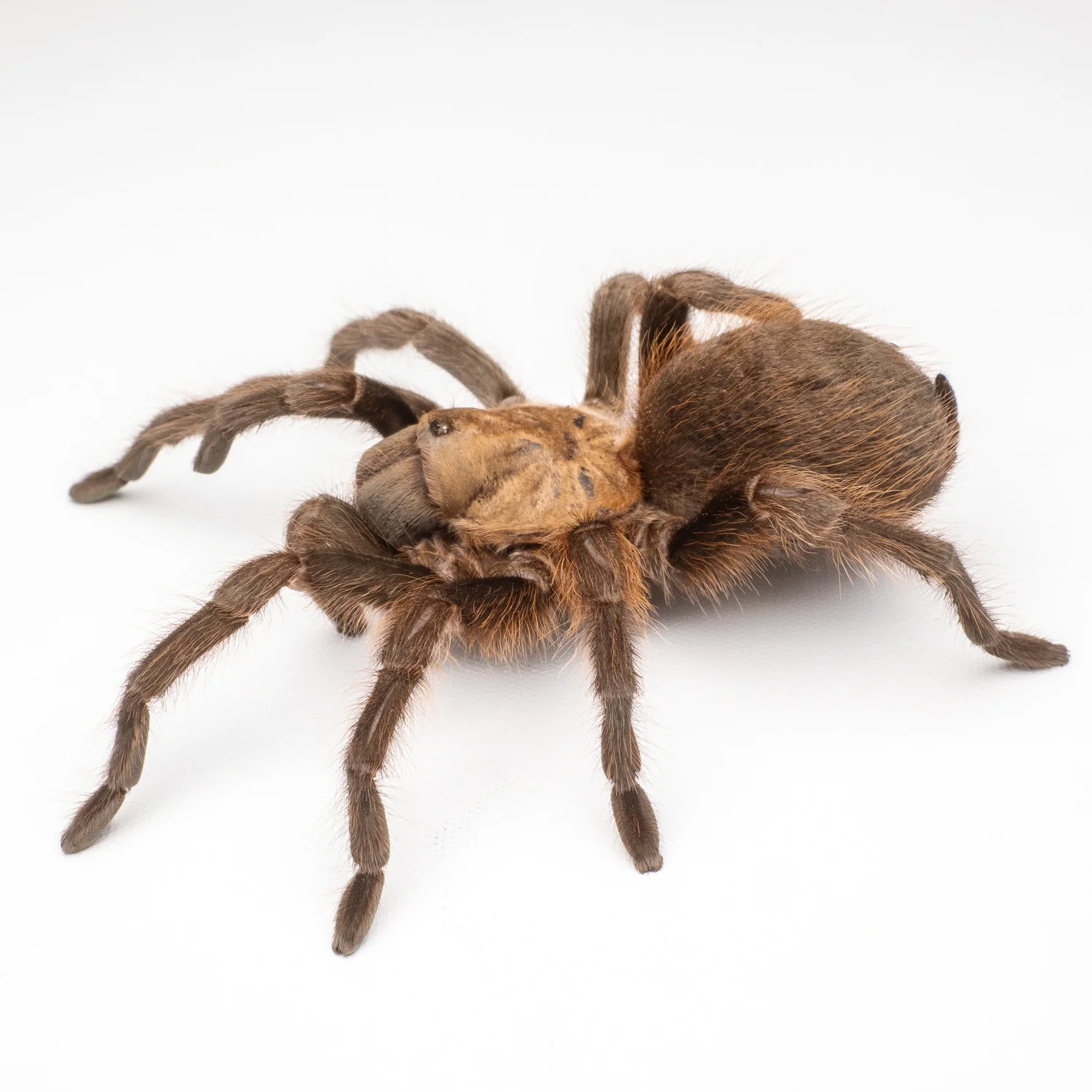 Texas Brown Tarantula (Aphonopelma hentzi) Care — The Tarantula Collective
