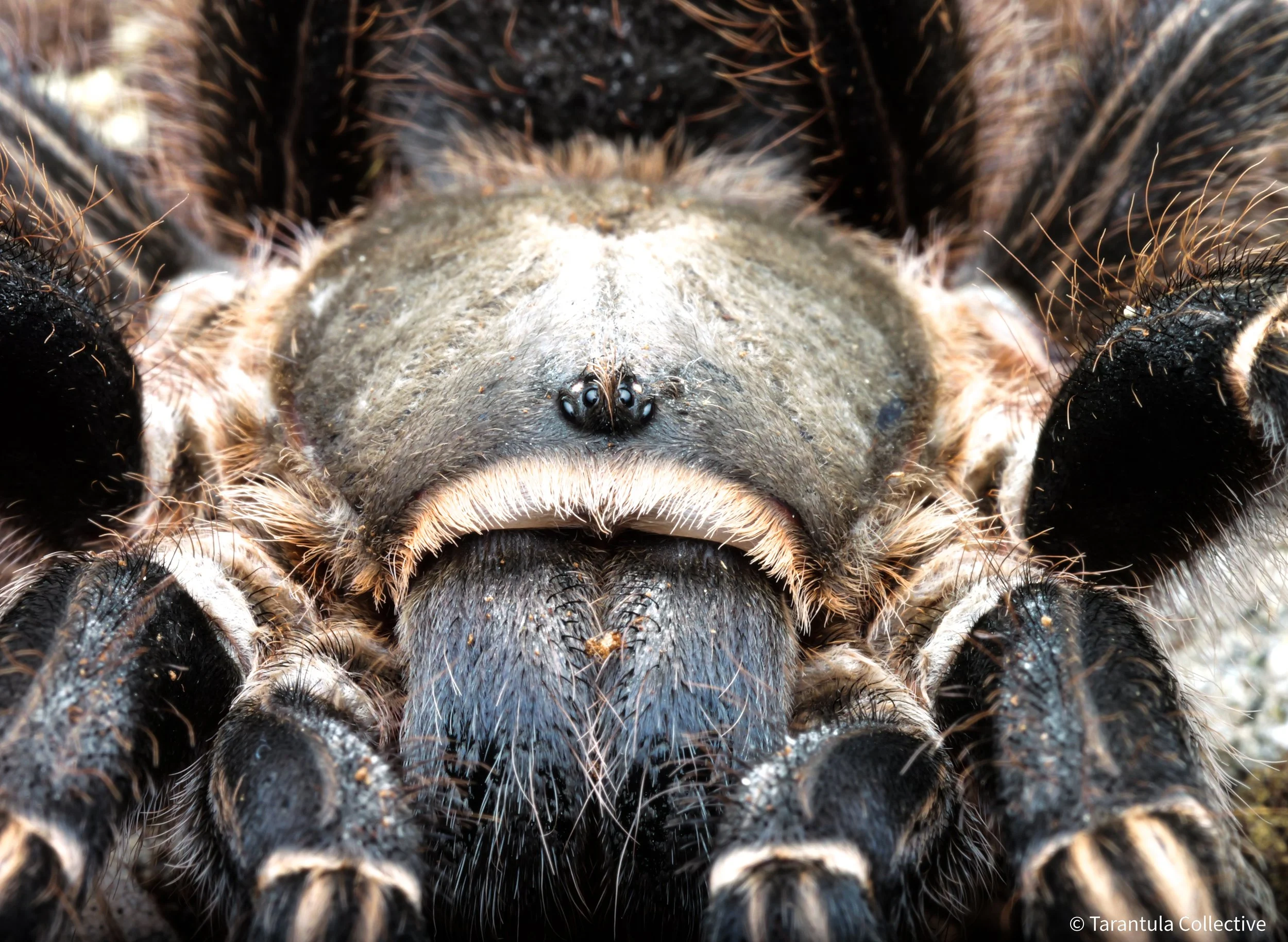 Aphonopelma seemanni Care — The Tarantula Collective