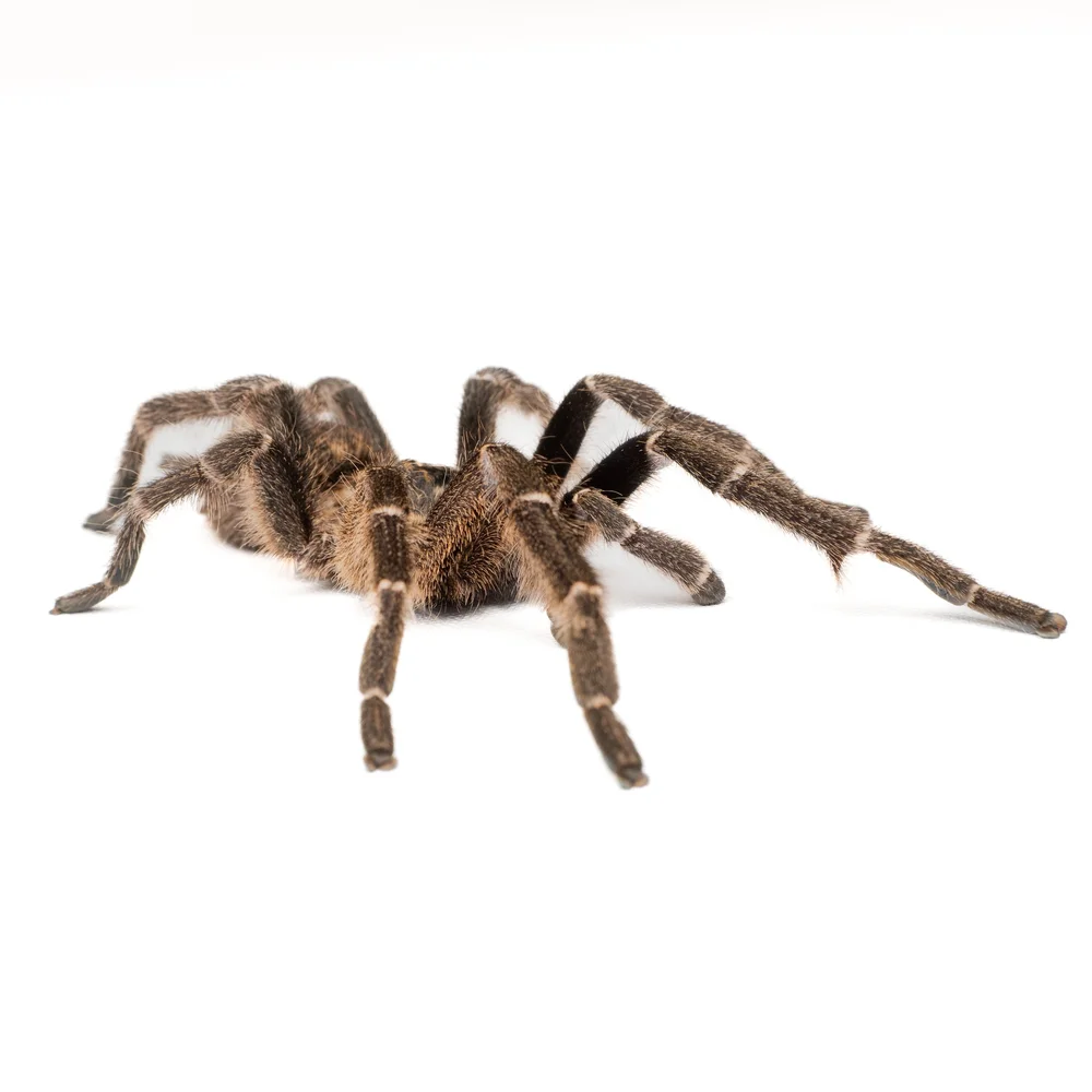Ceratogyrus marshalli — The Tarantula Collective