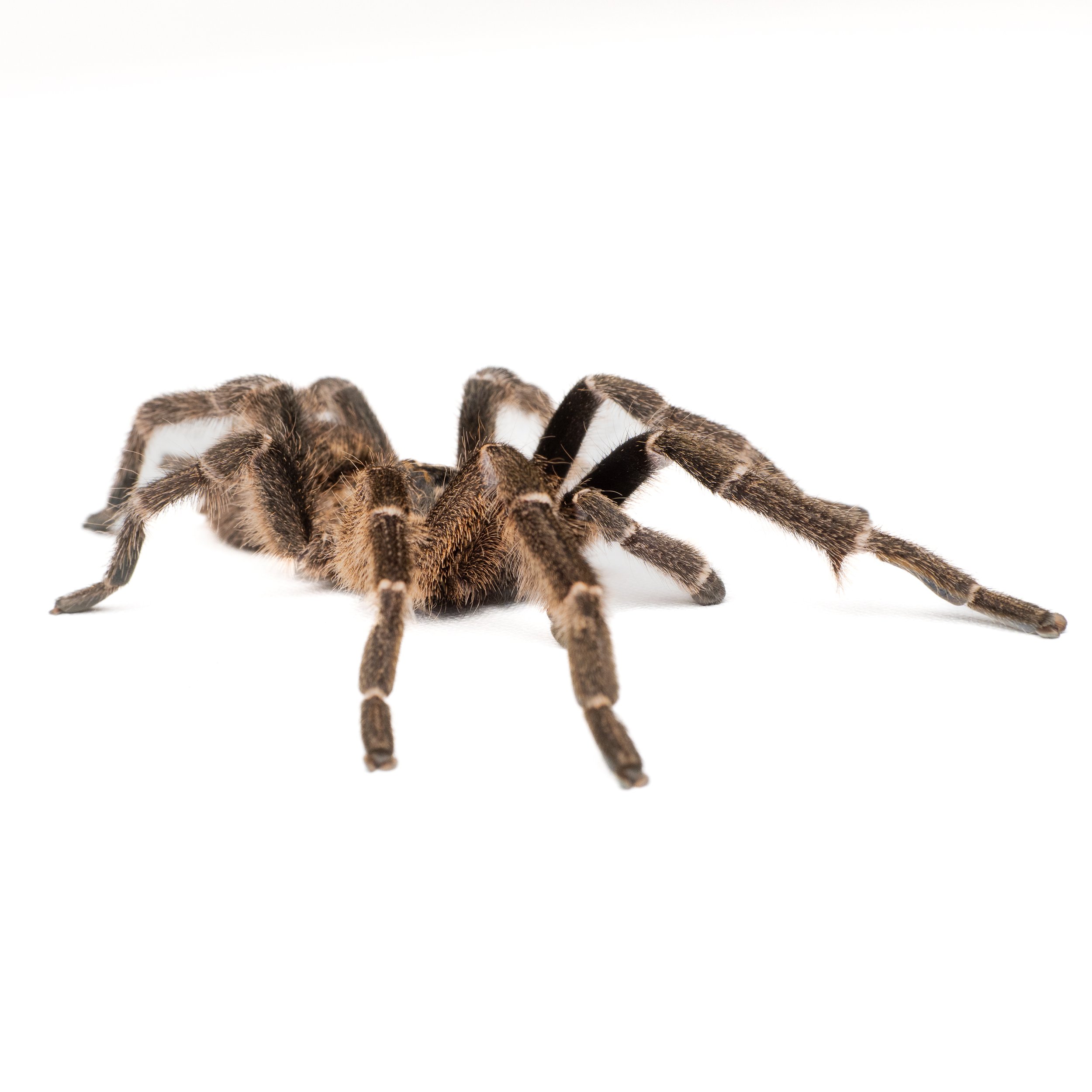 Ceratogyrus marshalli — The Tarantula Collective