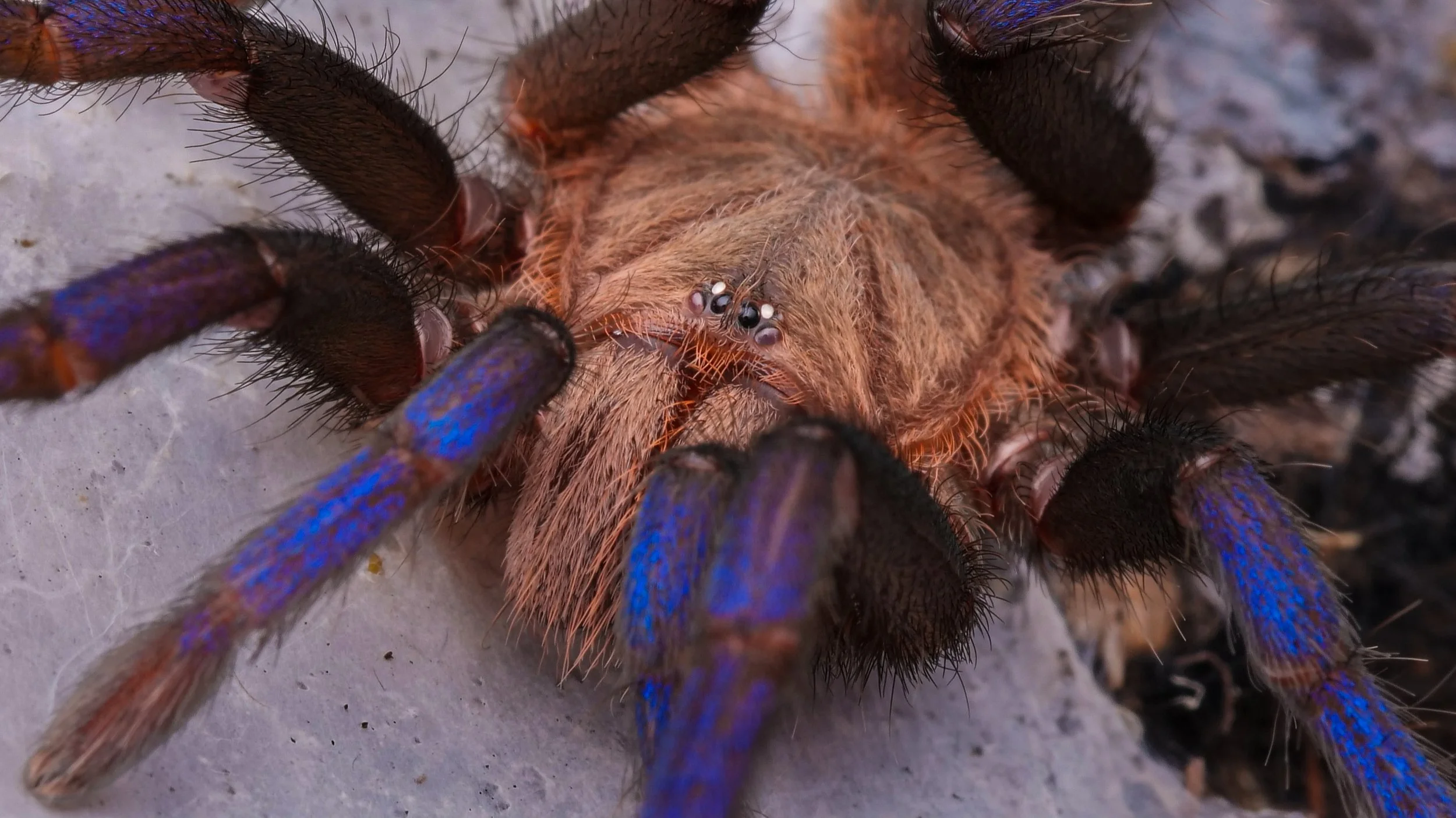 Birupes simoroxigorum — The Tarantula Collective