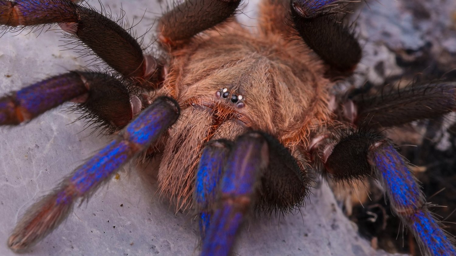 Birupes simoroxigorum — The Tarantula Collective