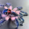 Typhochlaena seladonia — The Tarantula Collective