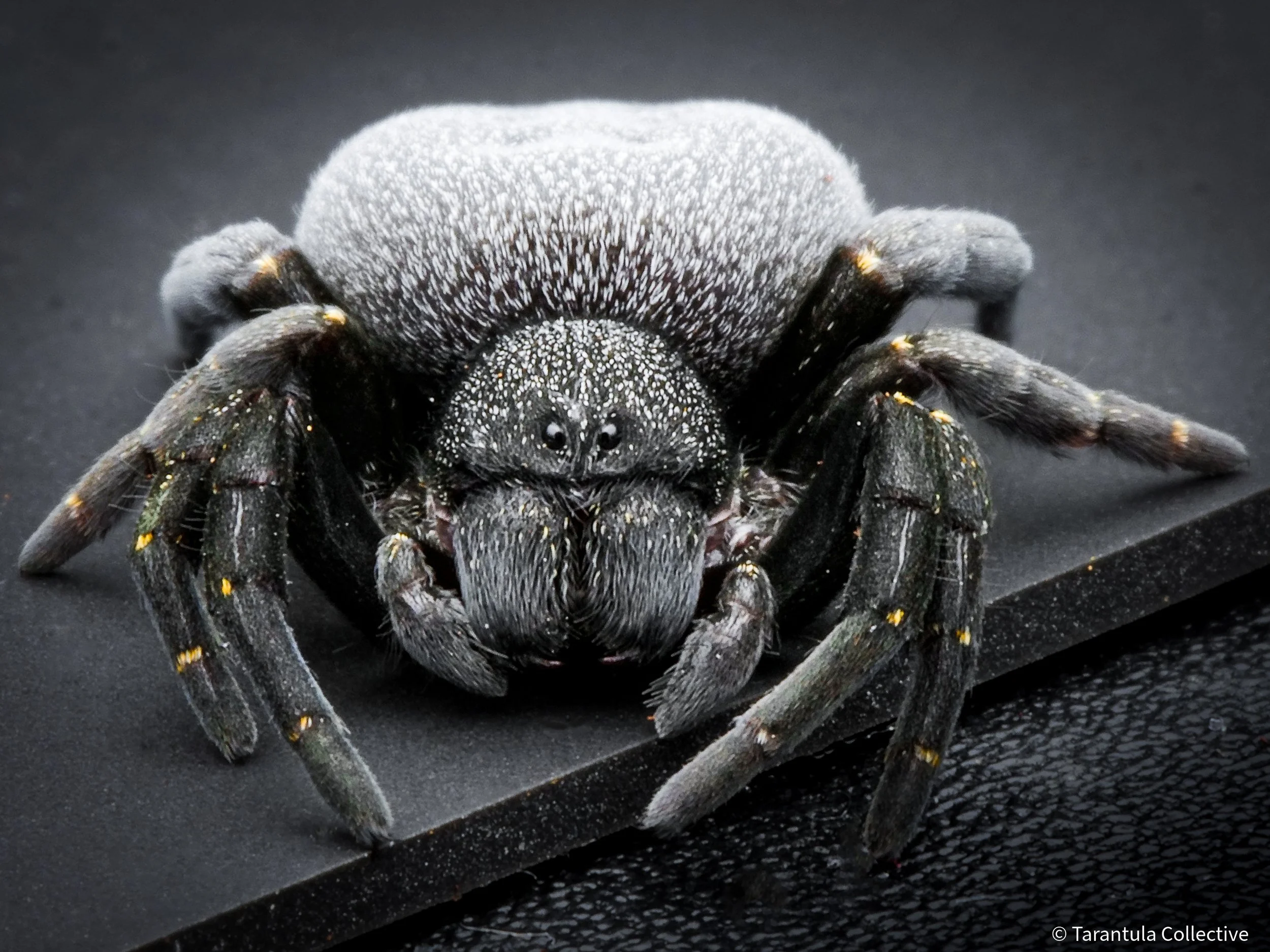 Eresus walckenaeri — The Tarantula Collective