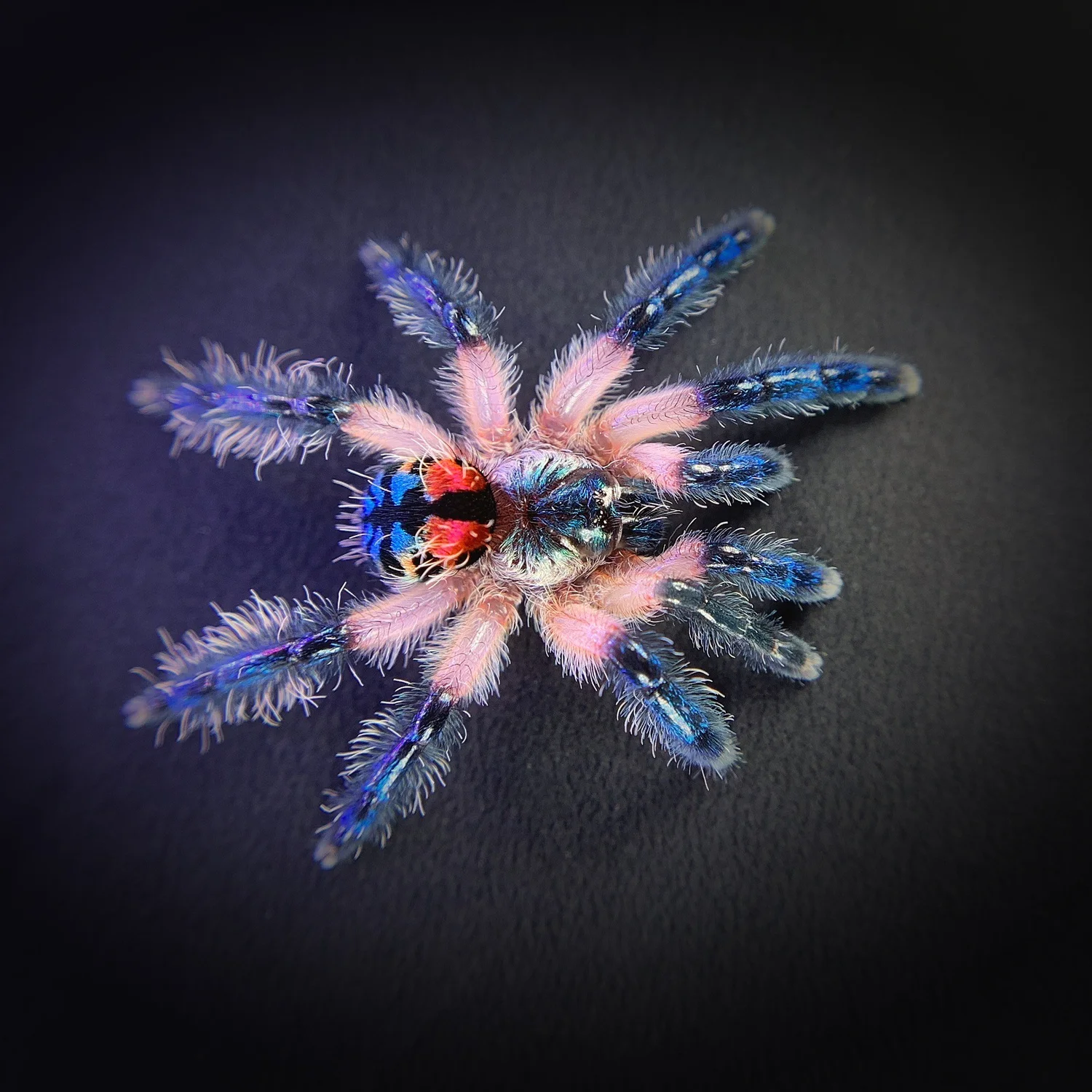 Typhochlaena seladonia — The Tarantula Collective
